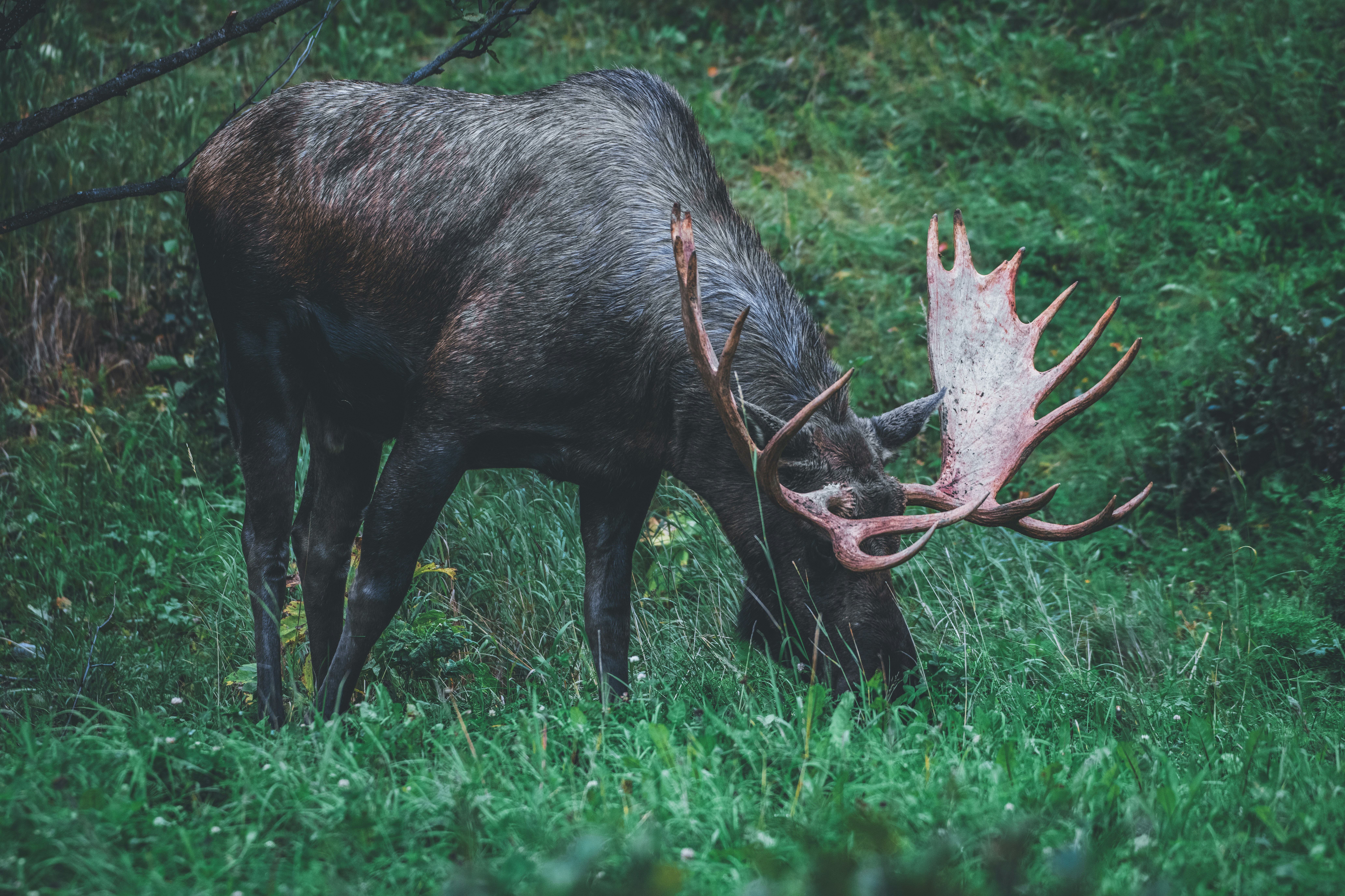 A moose grazing on grass in a forest photo – Free Kincaid park Image on ...