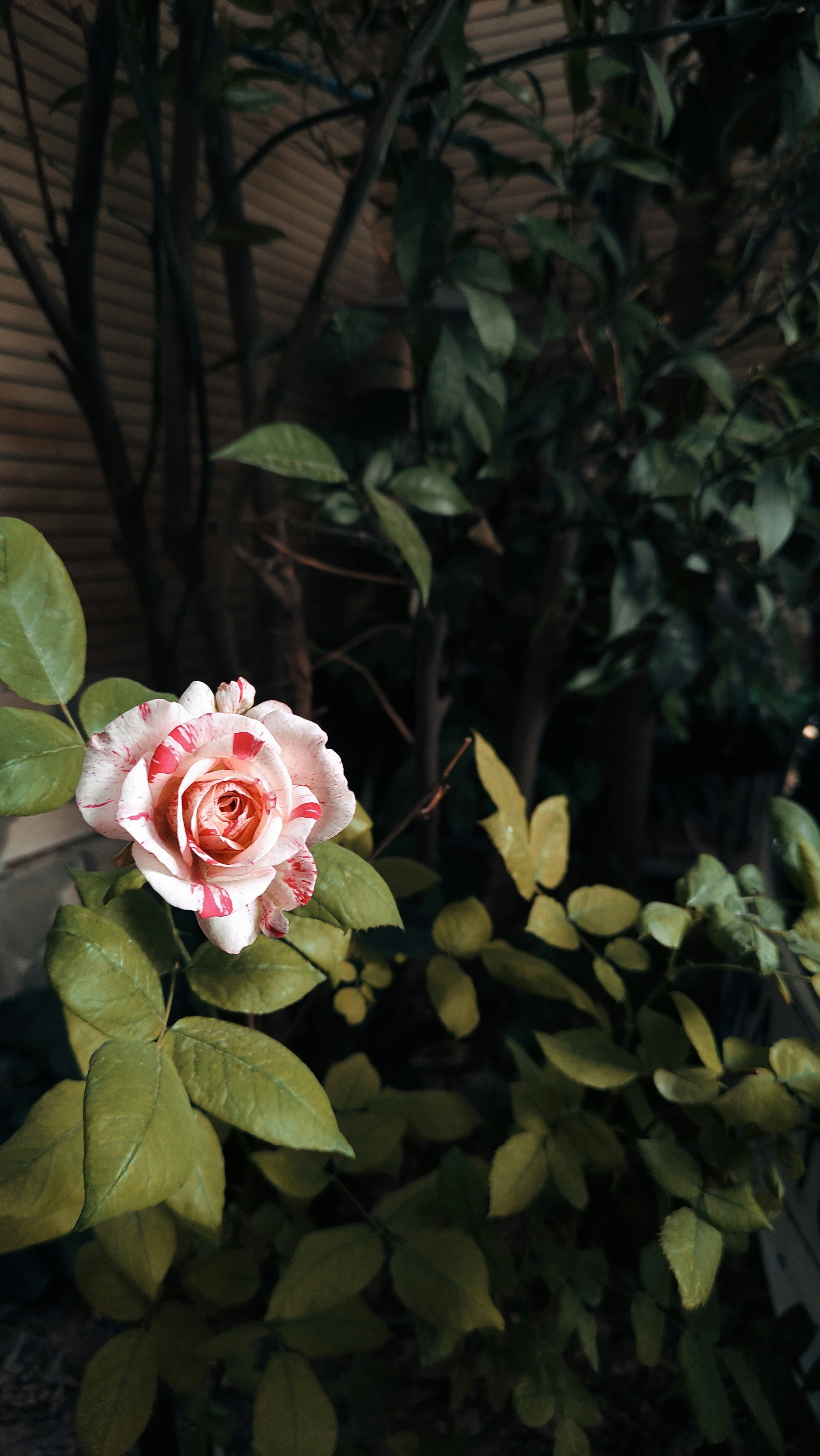 Close-up of a pink rose blooming among green leaves in a dim garden, with surrounding foliage providing soft background texture.