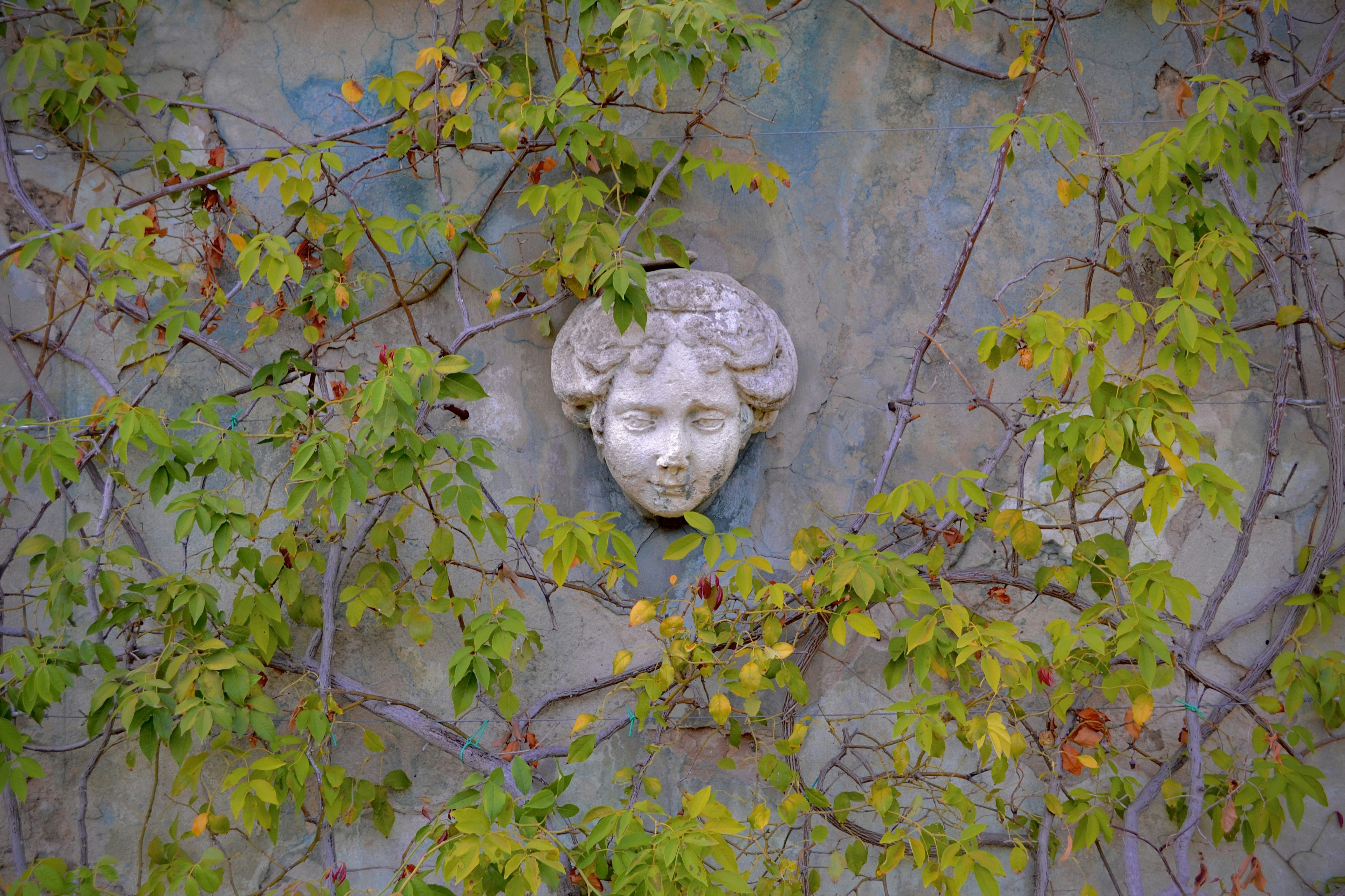 Verdant Veil, Silent Portrait: Ivy-Framed Stone Head
