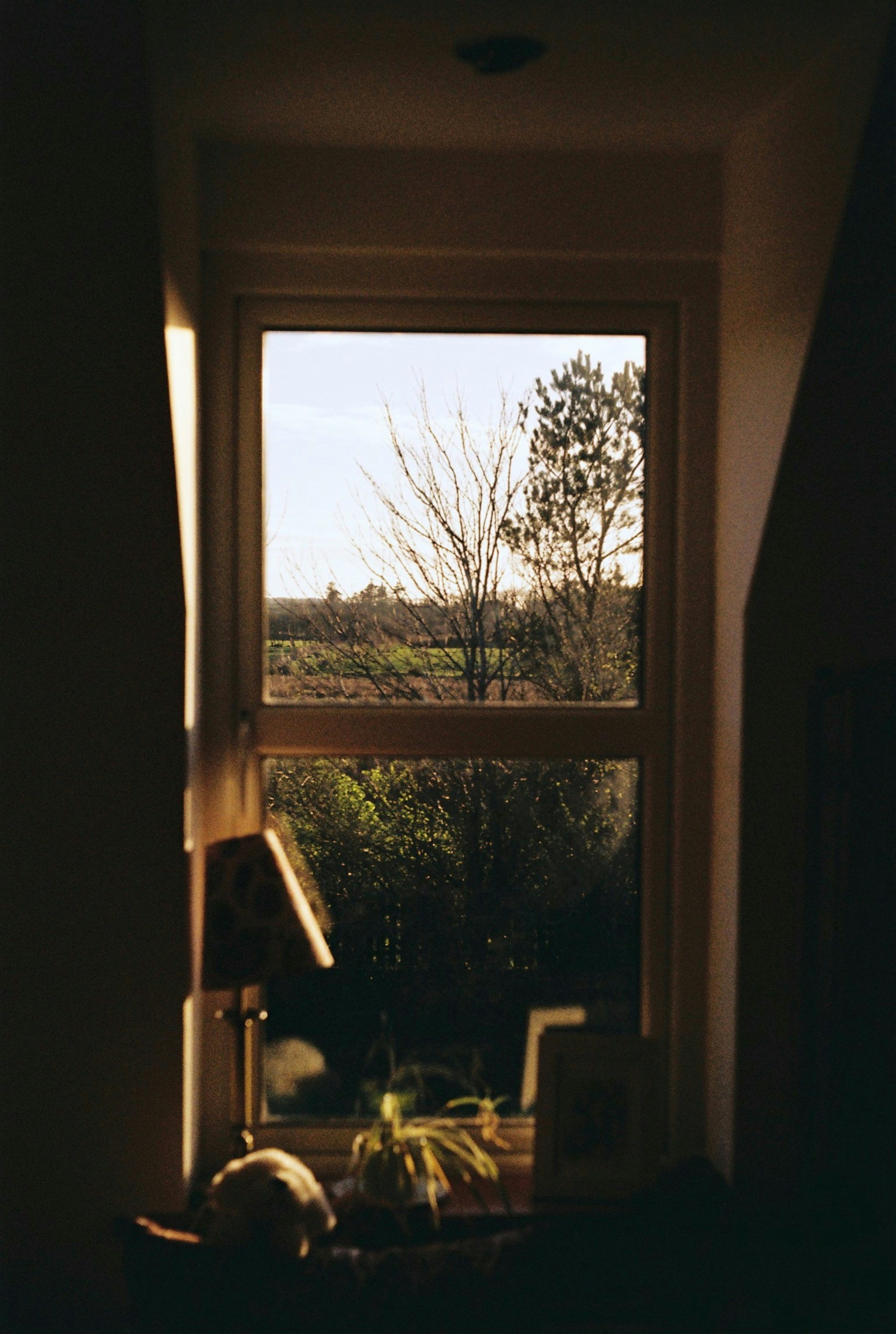 A view of a tree through a window photo – Free Fujifilm Image on Unsplash