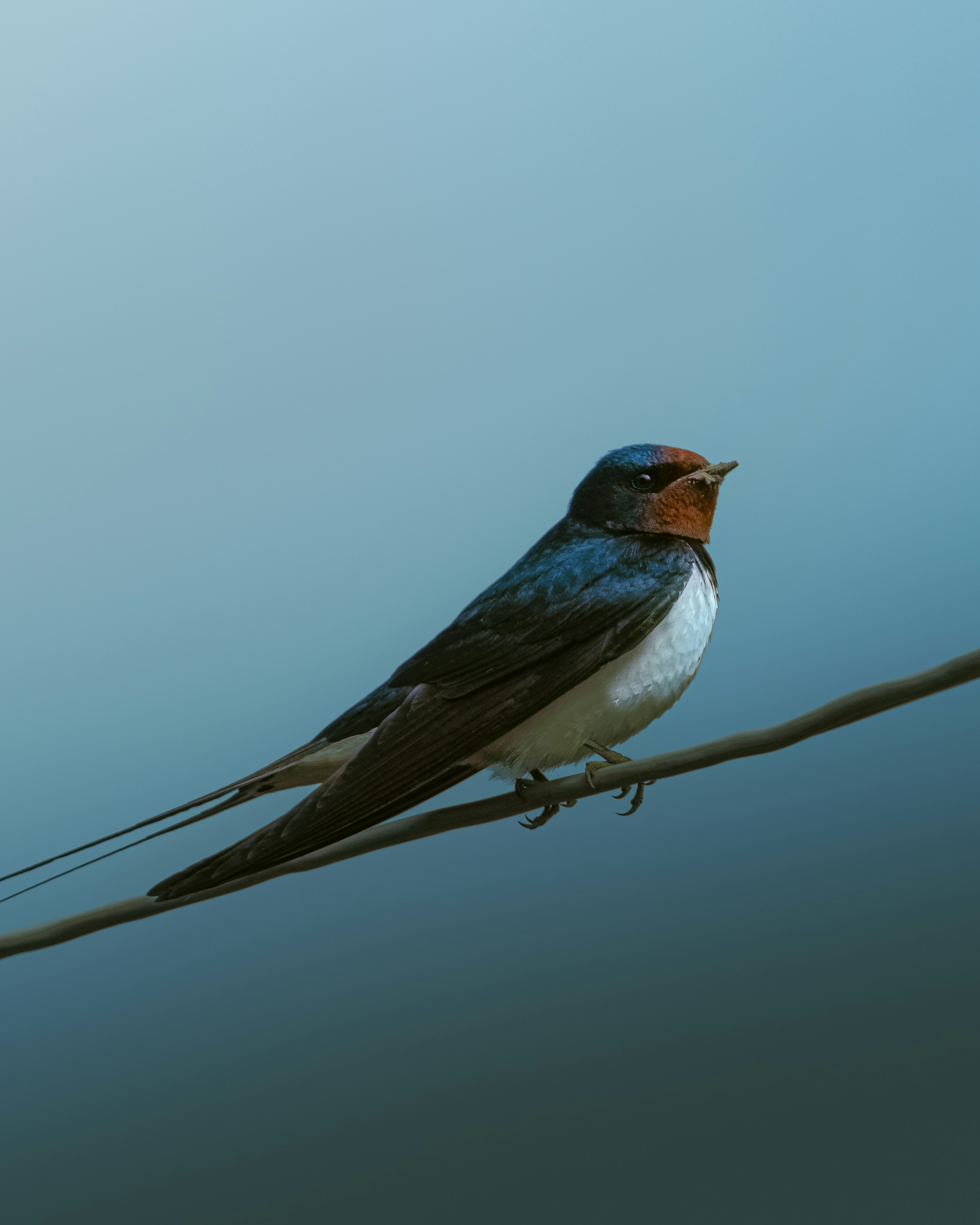Barn Swallow Portrait
