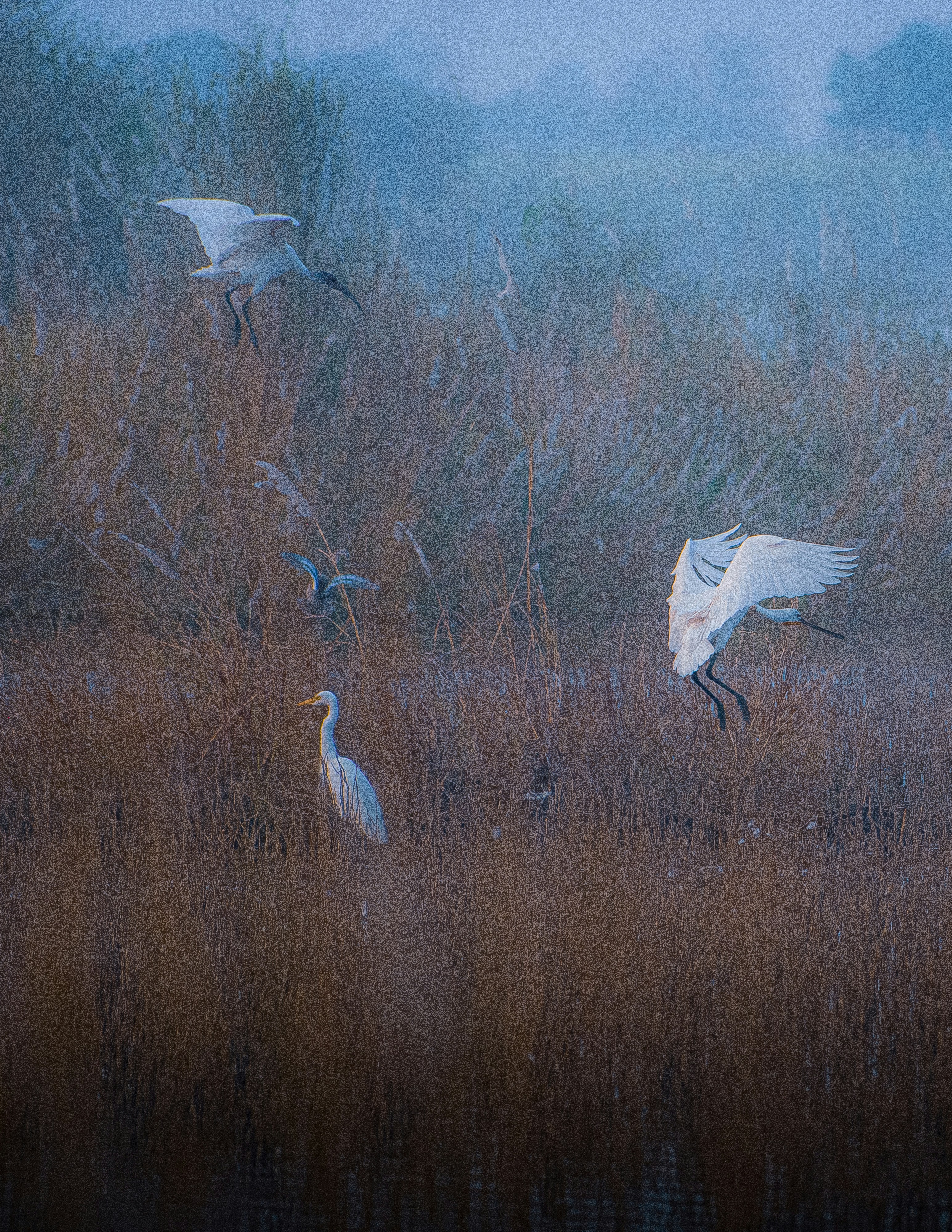 A group of birds flying over a dry grass field photo – Free Ambajogai ...
