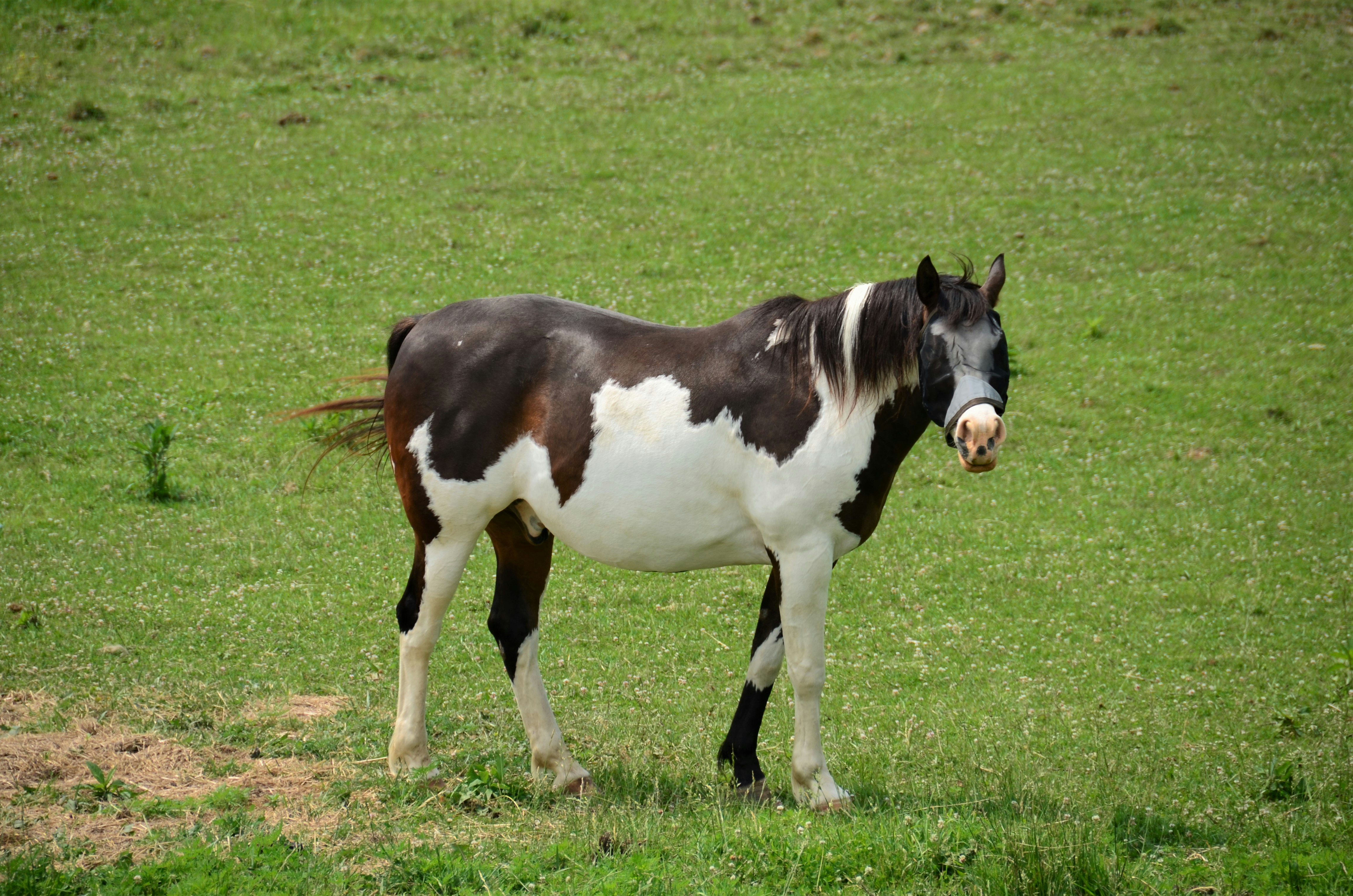 Piebald in a Quiet Meadow: A Profile of Grace and Grass