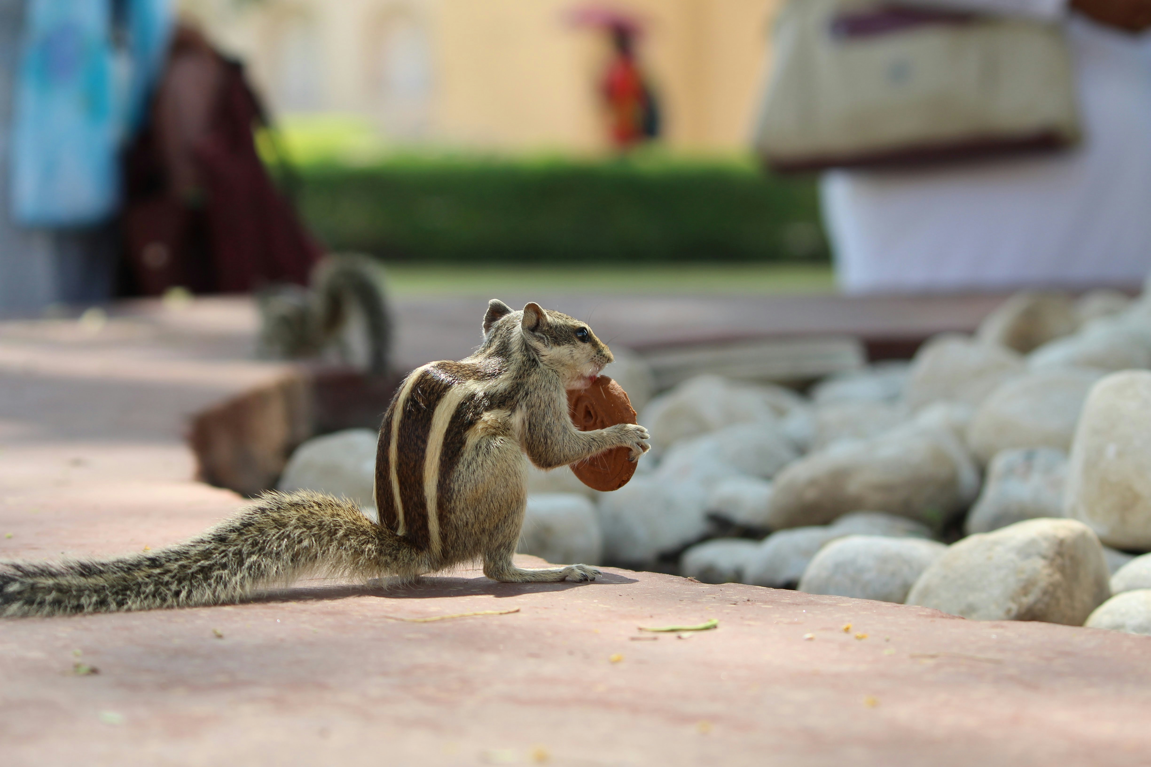 Sunlit Squirrel Guards an Acorn on a Pebble Path