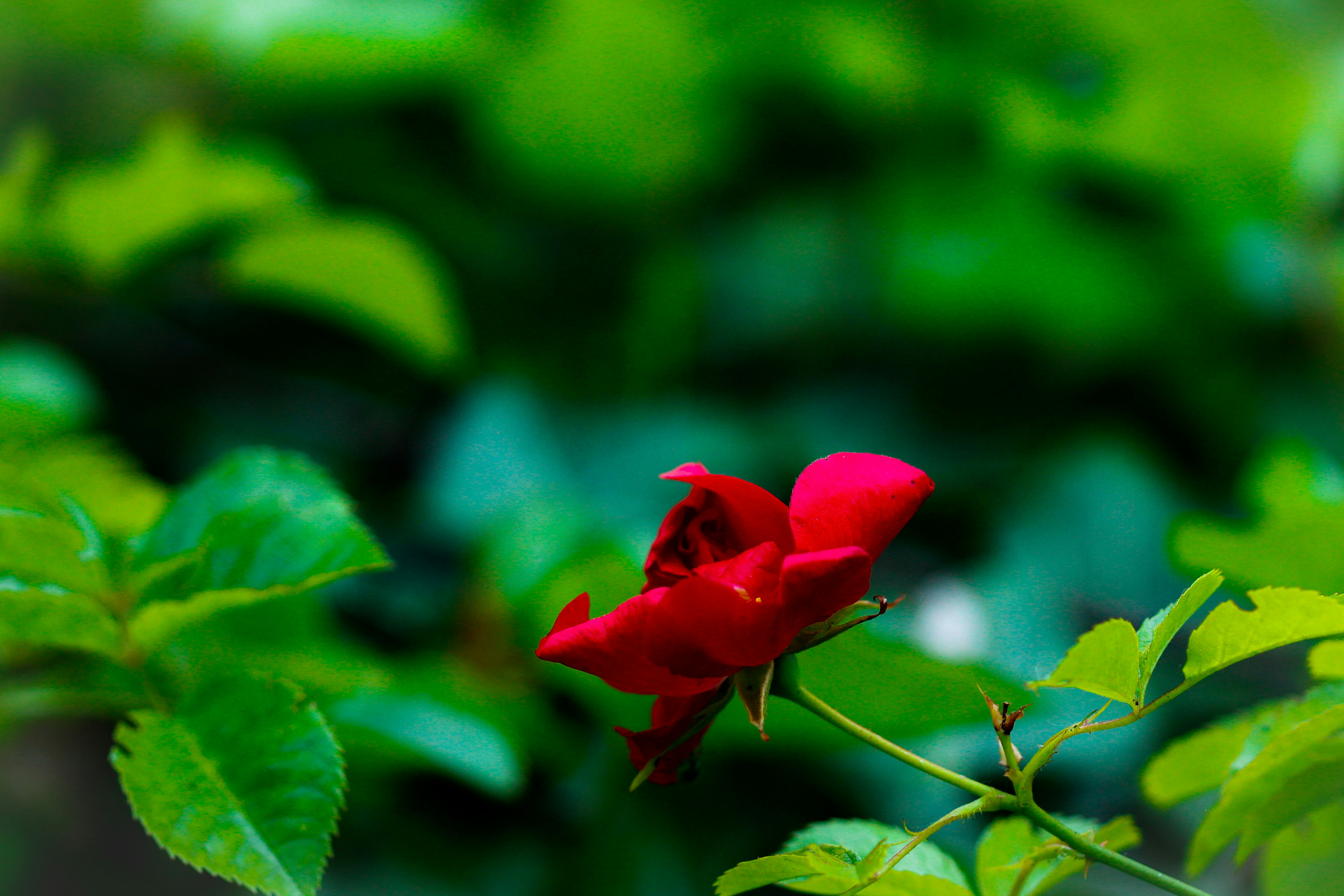 A red rose with green leaves in the background photo – Free Rose Image ...
