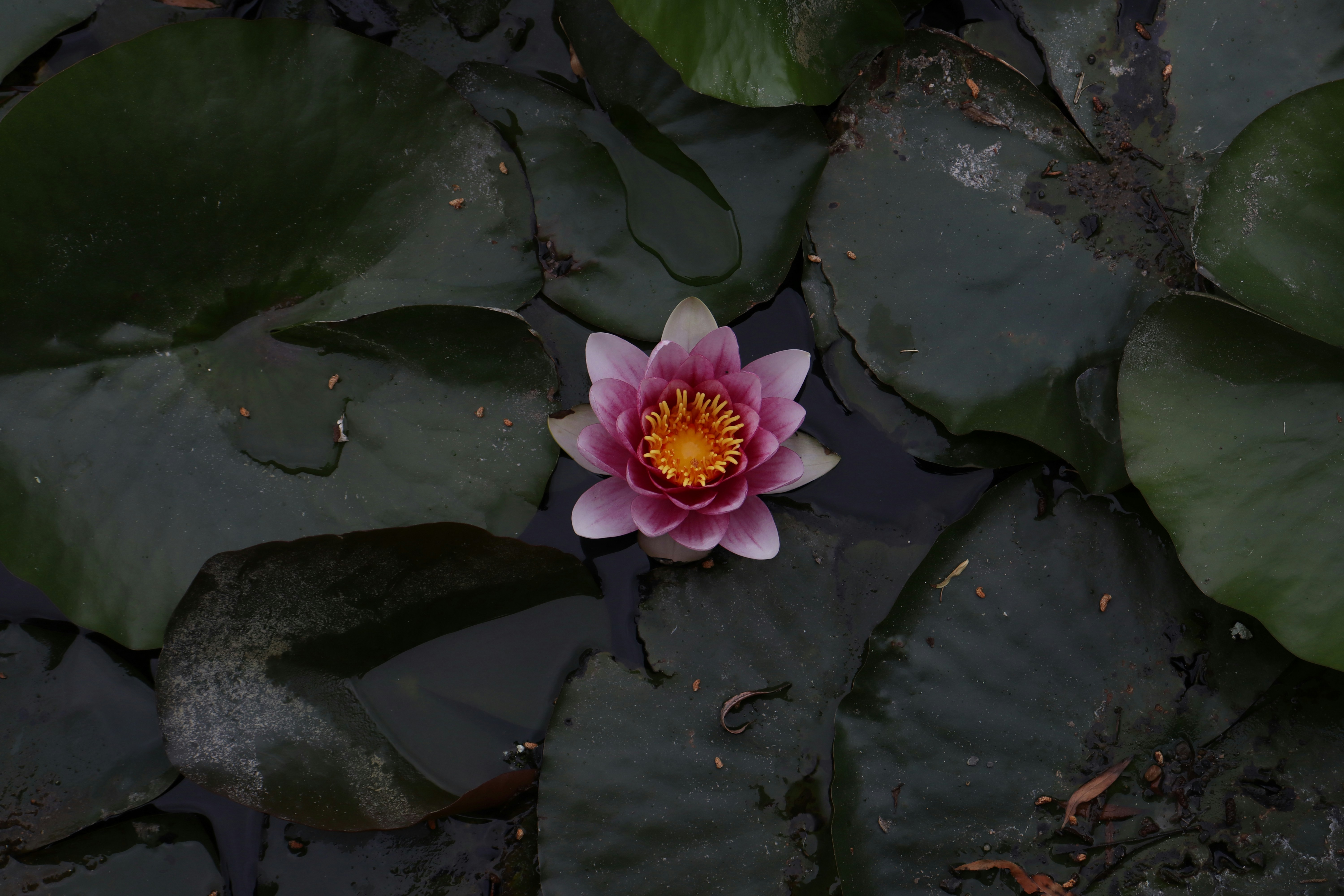Pink Crown in the Quiet Pond: One Bloom Surrounded by Dusky Lily Pads