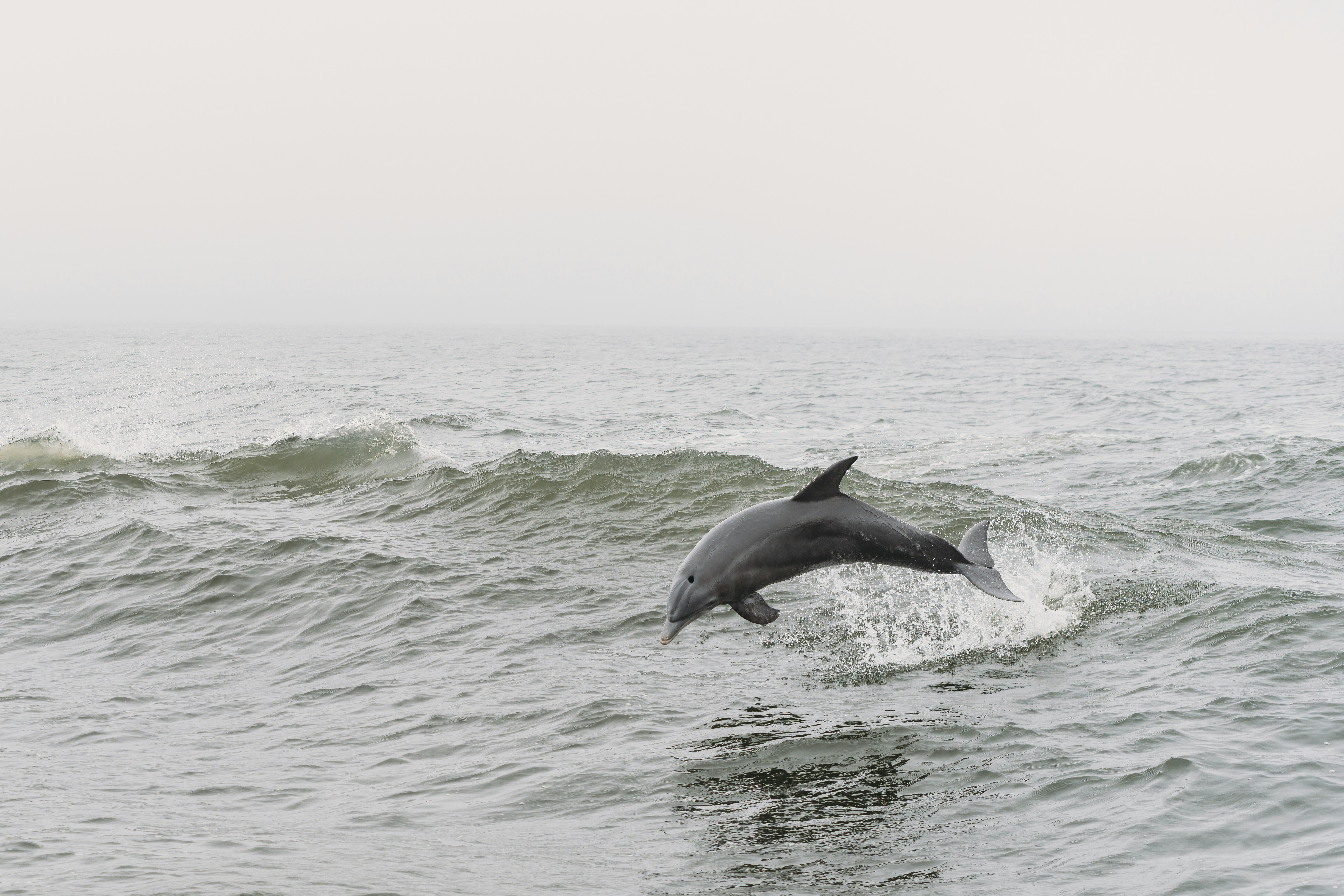 Dolphins Jumping Pictures | Download Free Images on Unsplash