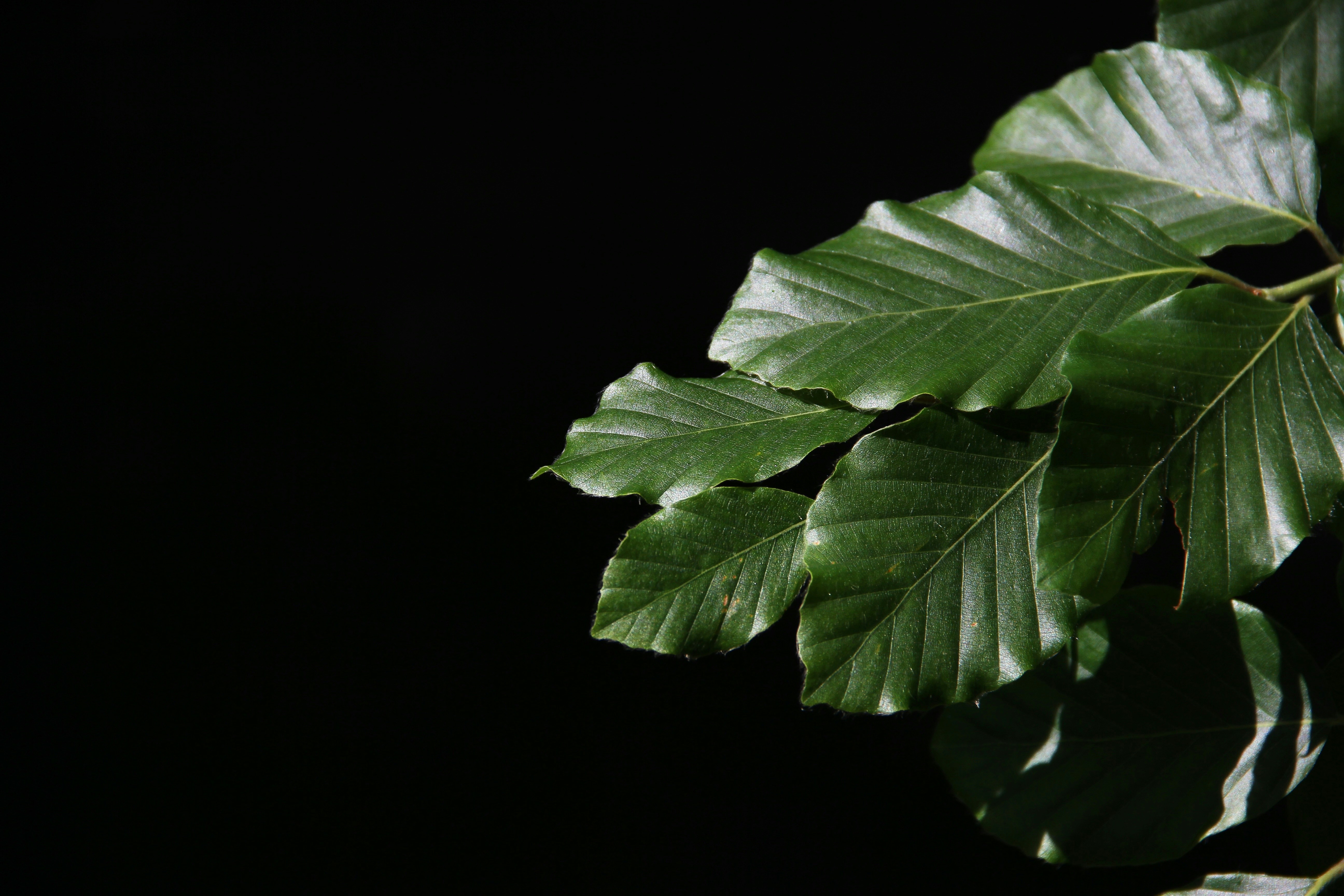 leaves