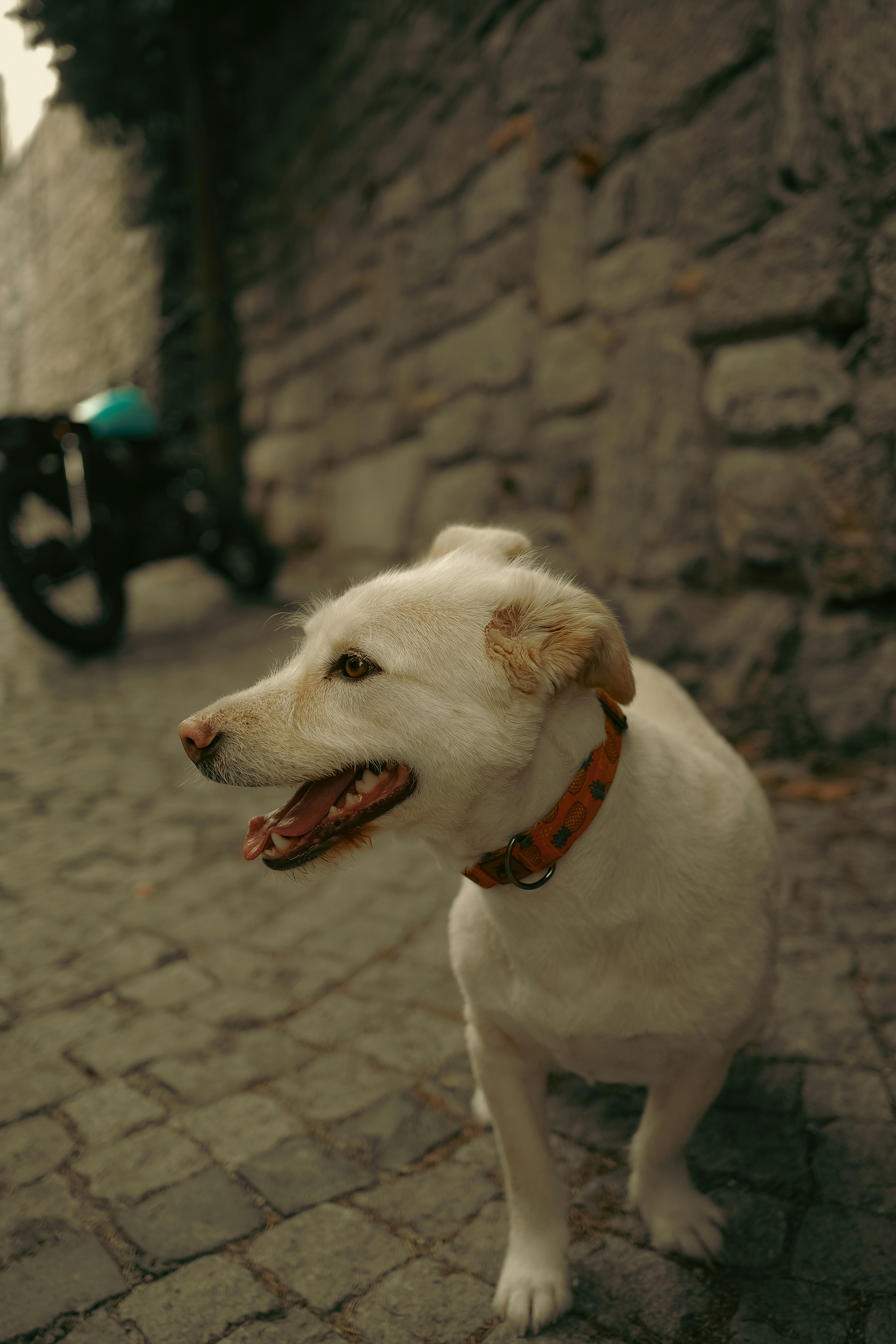 White dog with orange collar on stone-paved street