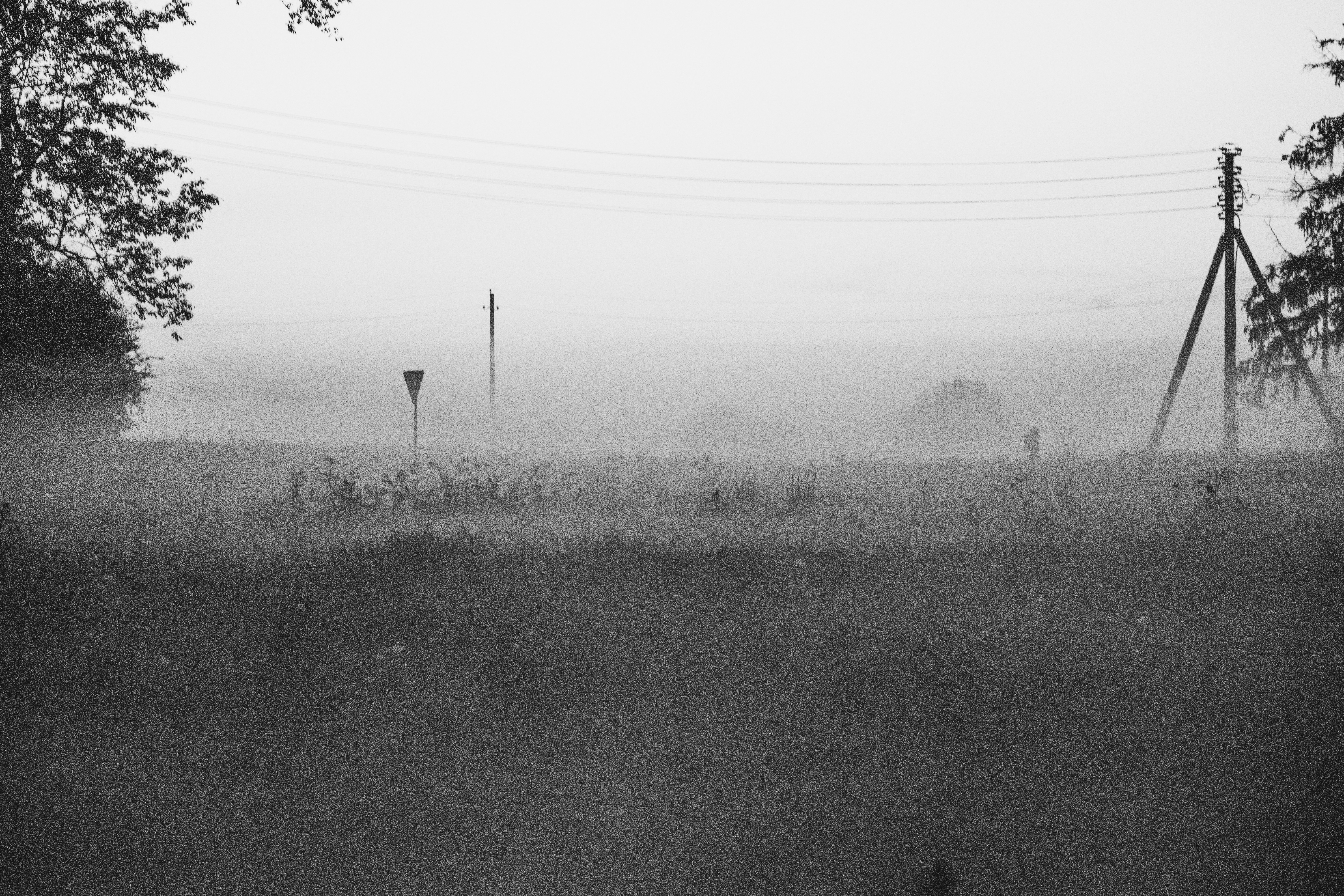 Ethereal fog envelops a rural landscape, obscuring distant power lines and trees.