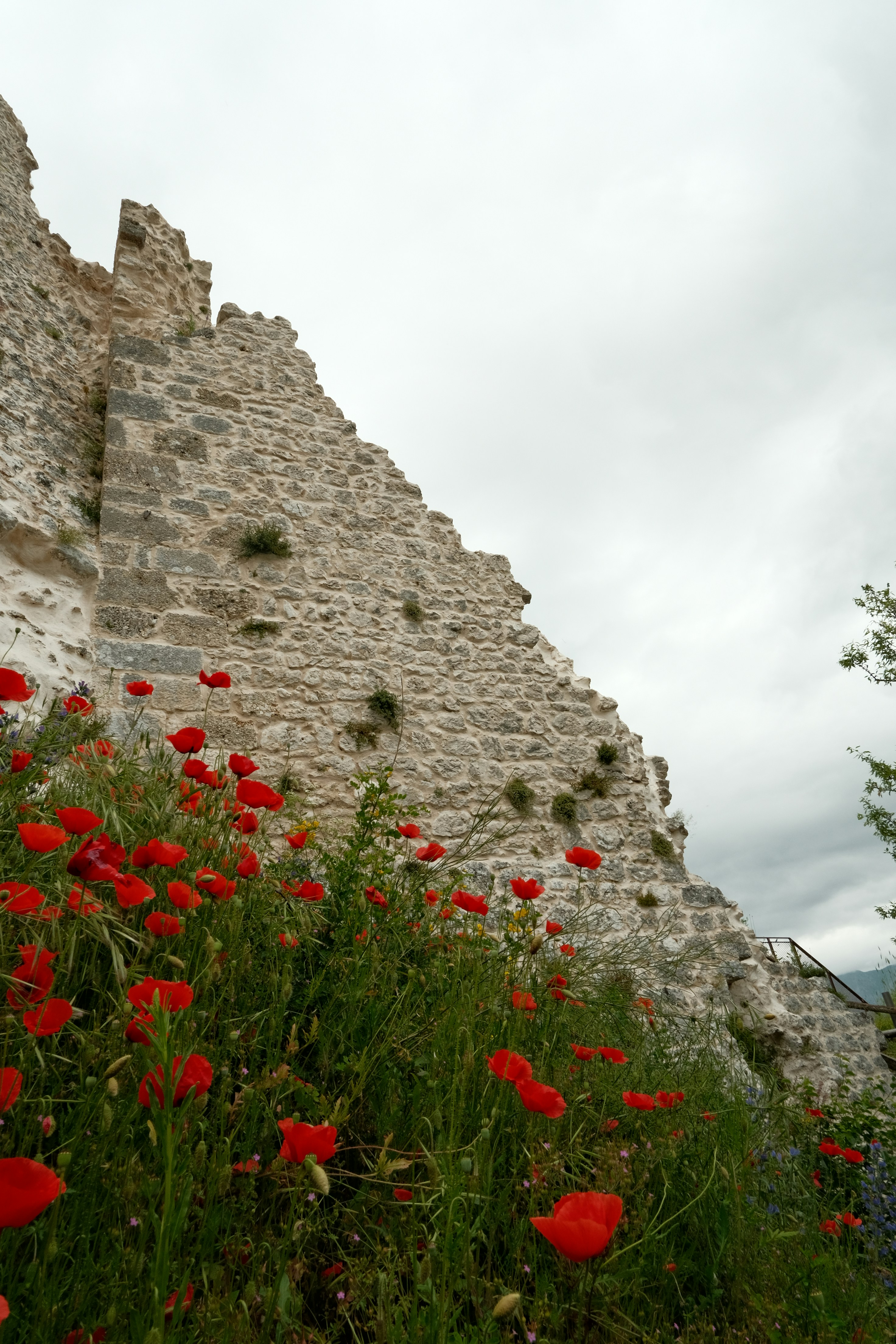 Crimson Poppies at the Edge of a Weathered Fortress Wall