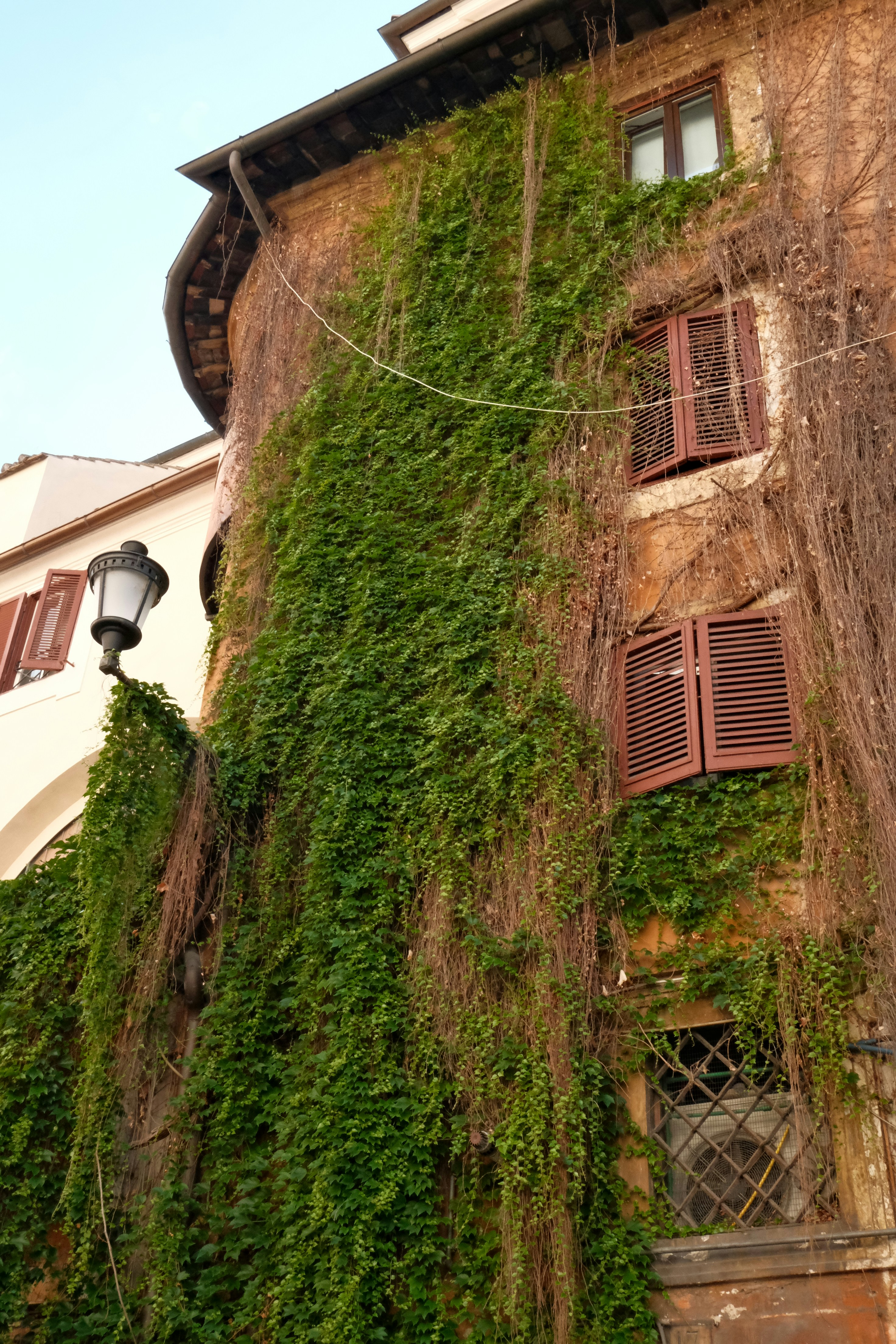 Ivy-Wrapped Facade: A Quiet Portrait of a Historic Wall