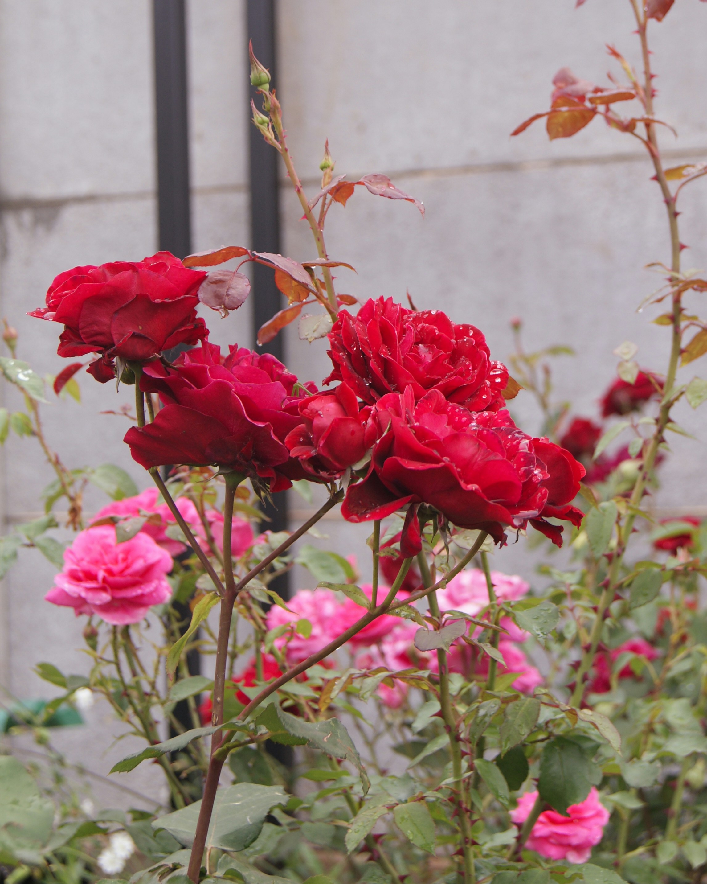 Crimson Velvet Roses Framed by a Quiet Concrete Wall