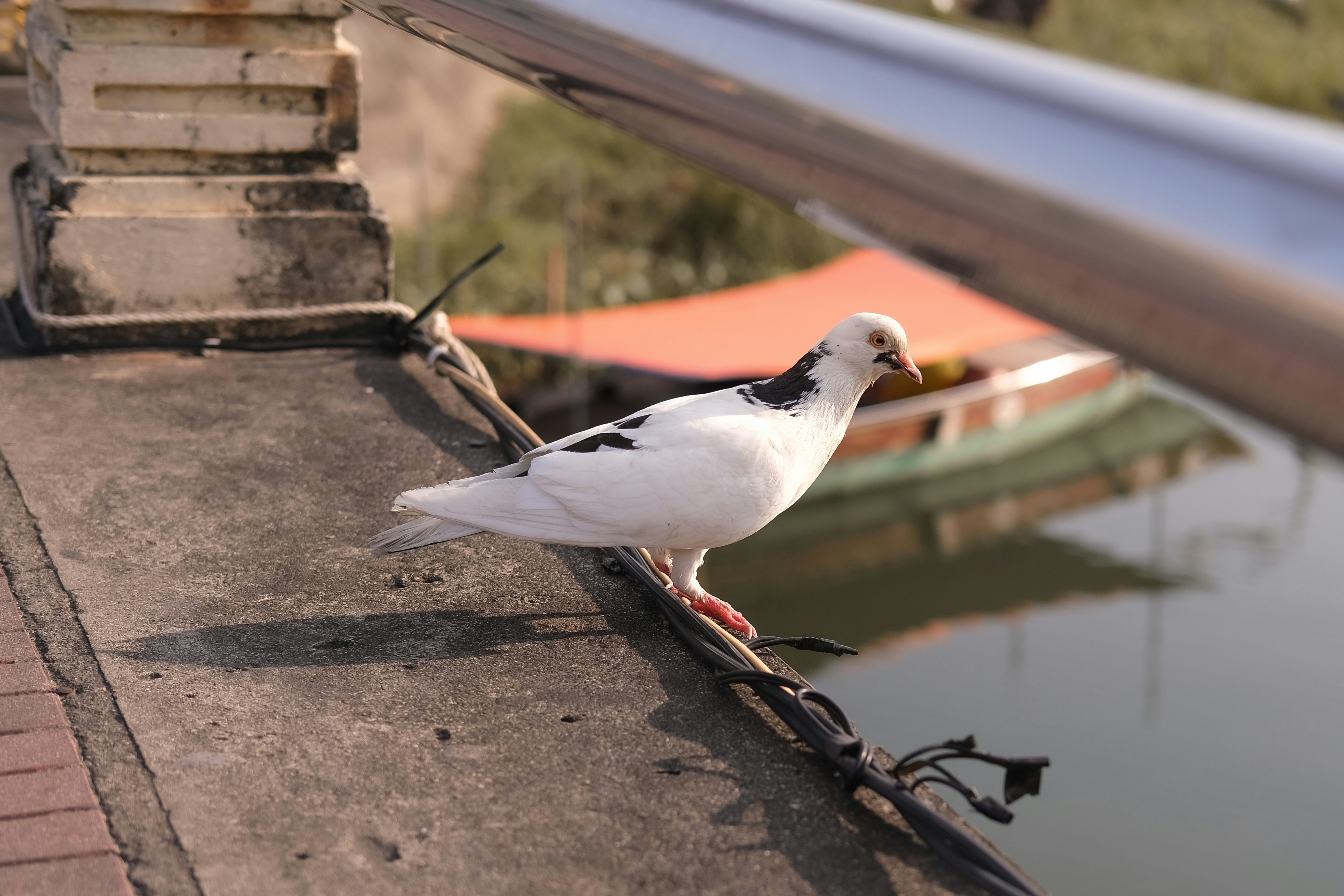 Edge-of-the-Quay Sentinel: A Seagull Perched Along a Weathered Concrete Dock