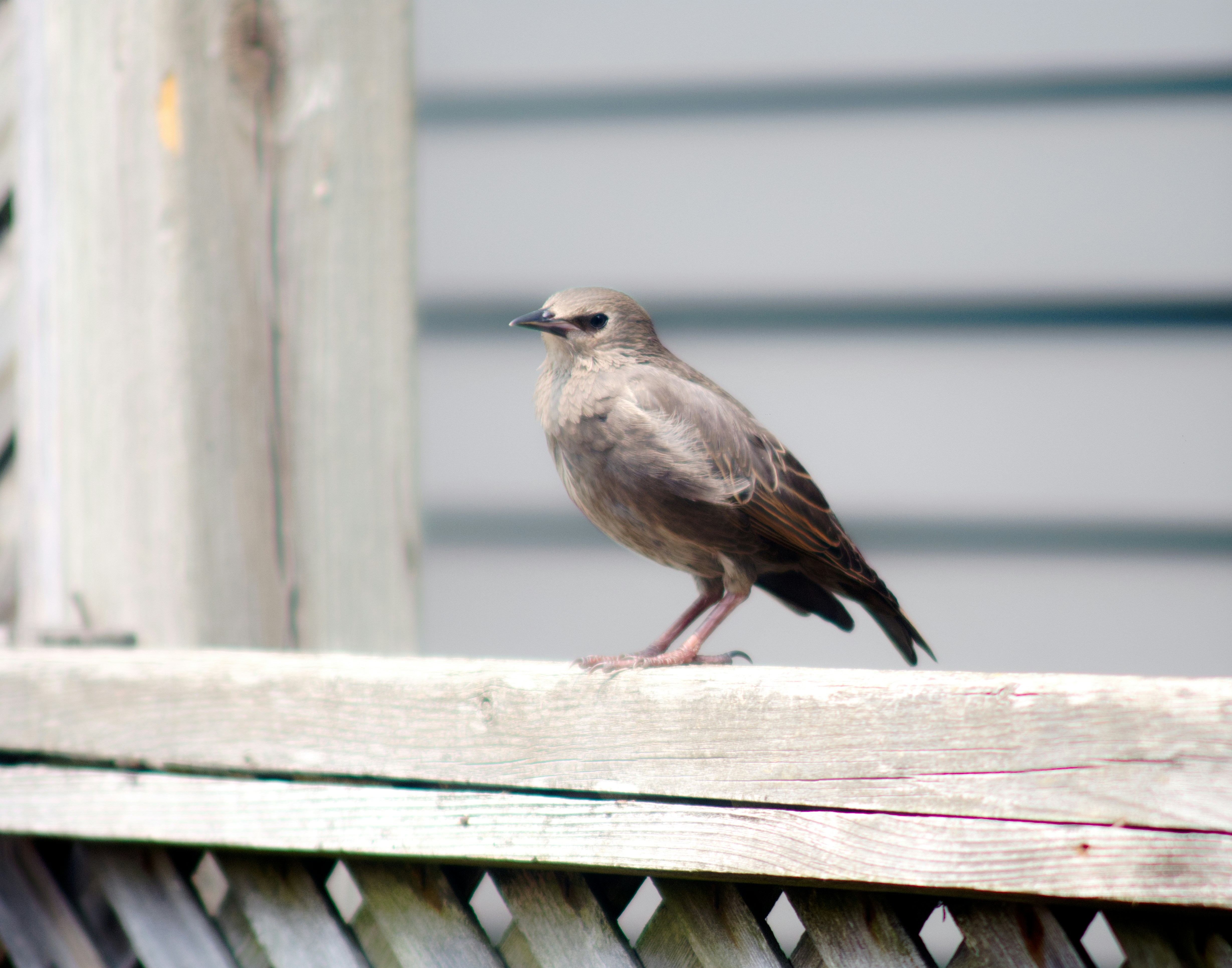 Tiny Houseguest on a Weathered Fence
