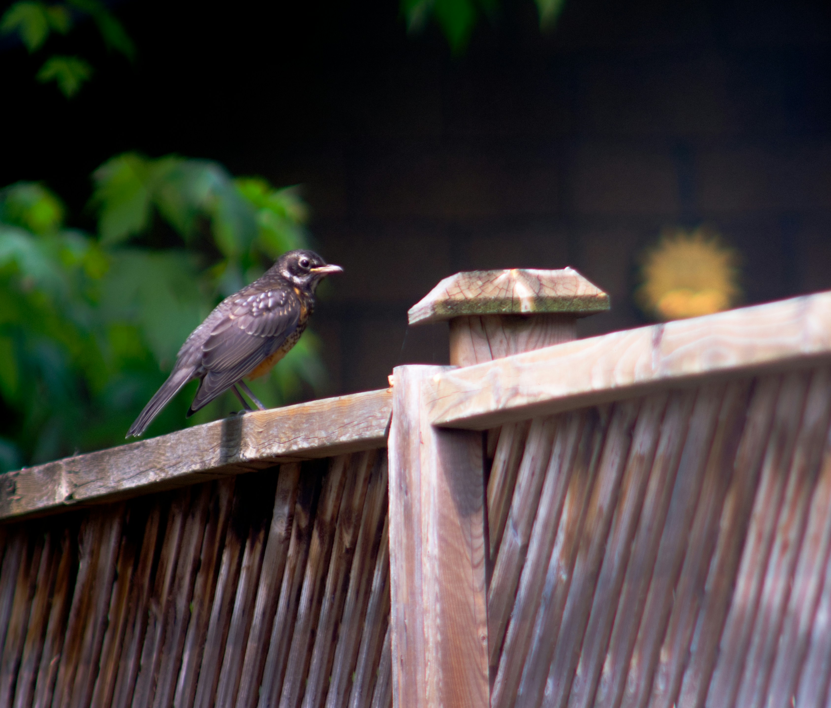 Starling on a Weathered Fence Rail in Dappled Backyard Light