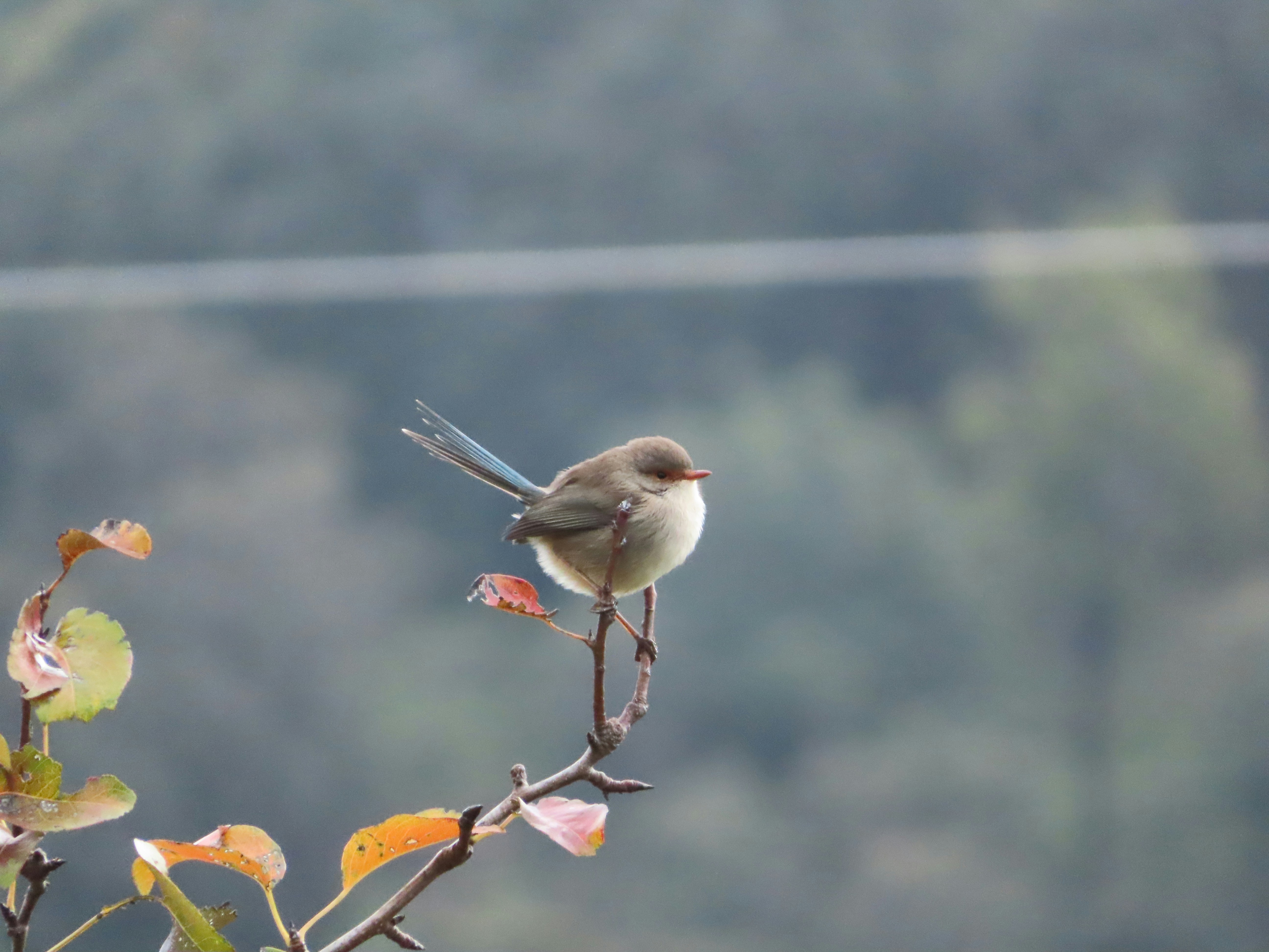 Blue wren on a branch
