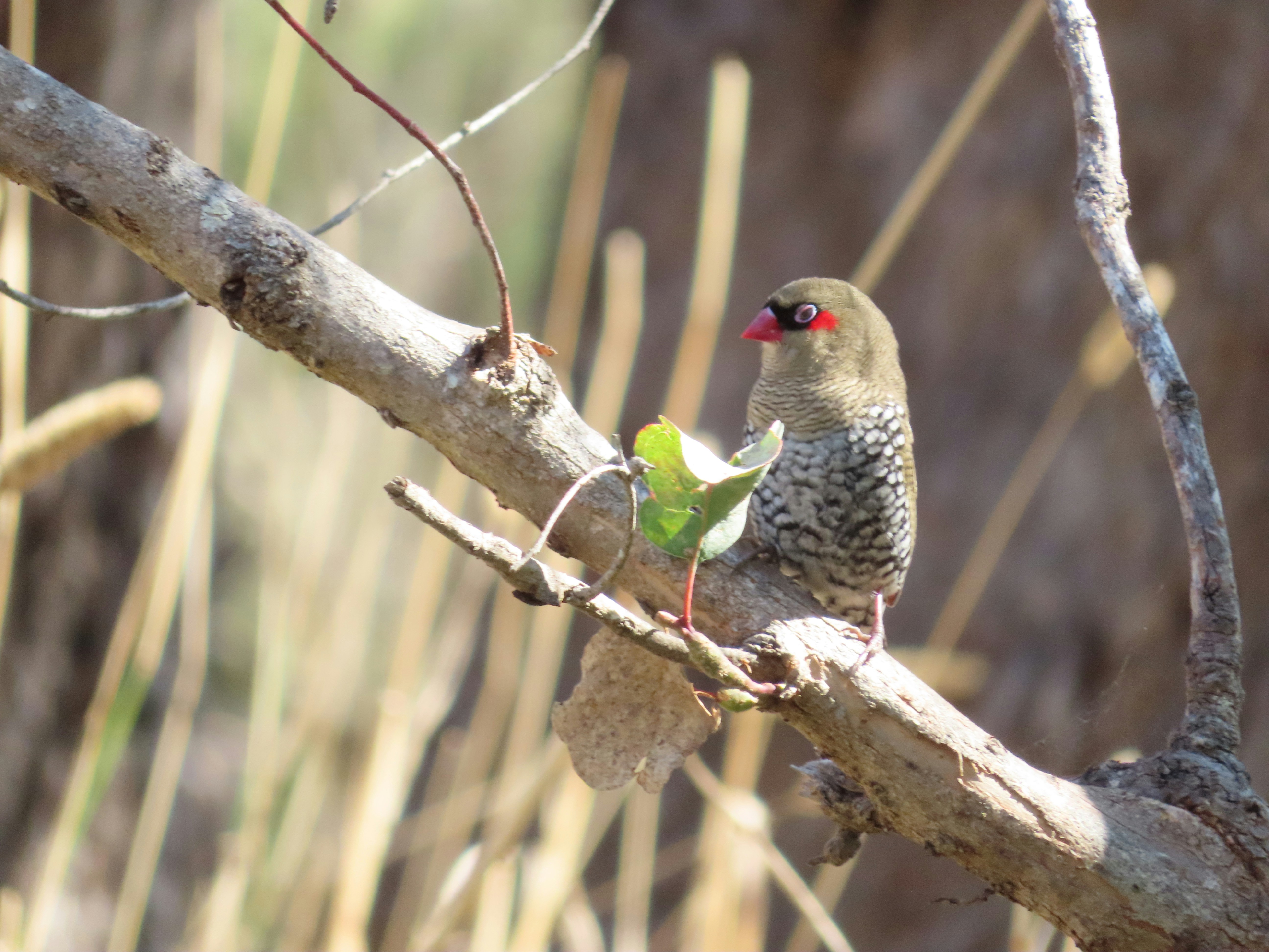 Firetail finch near river