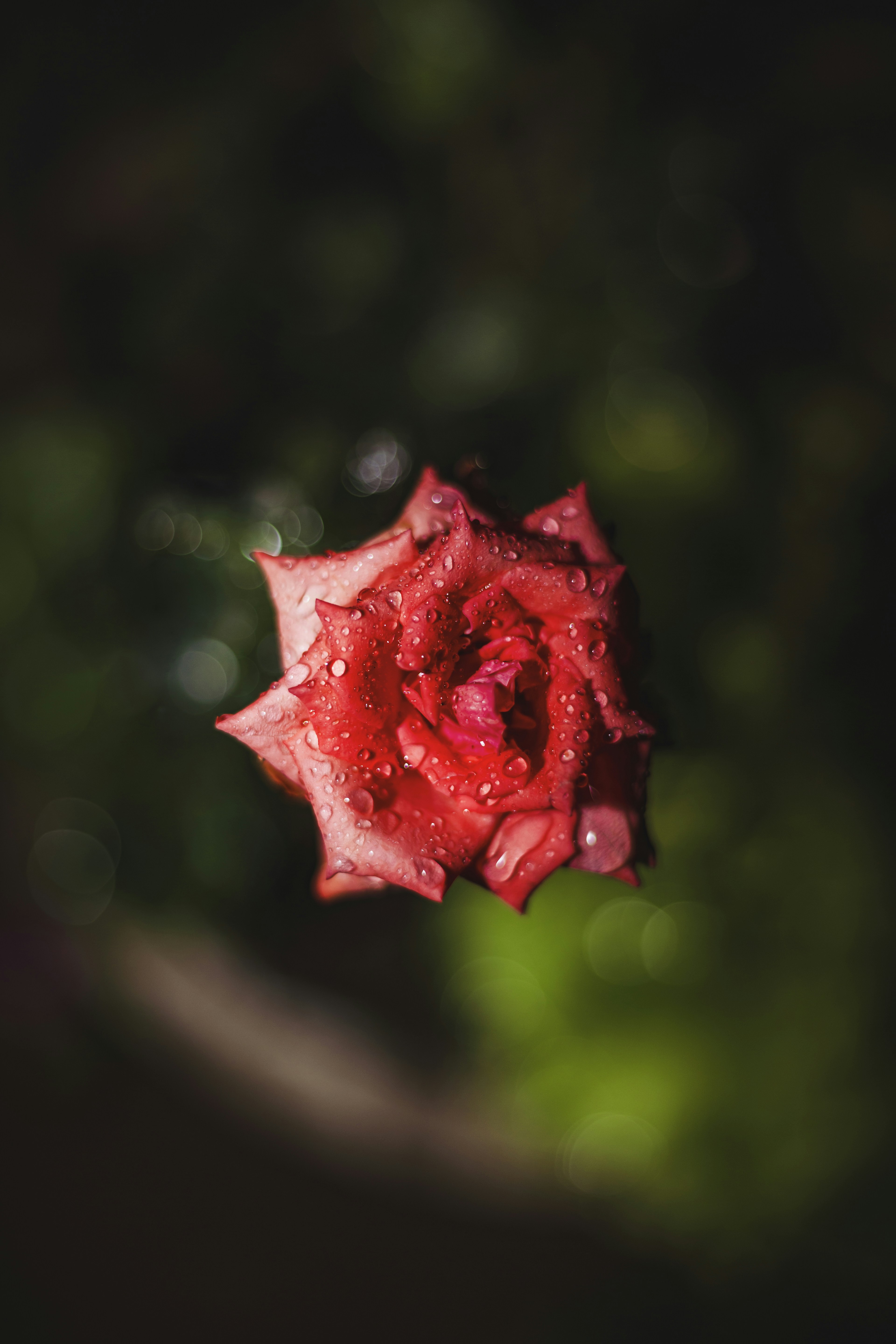 Dew-kissed Crimson Rose in Velvet Bokeh