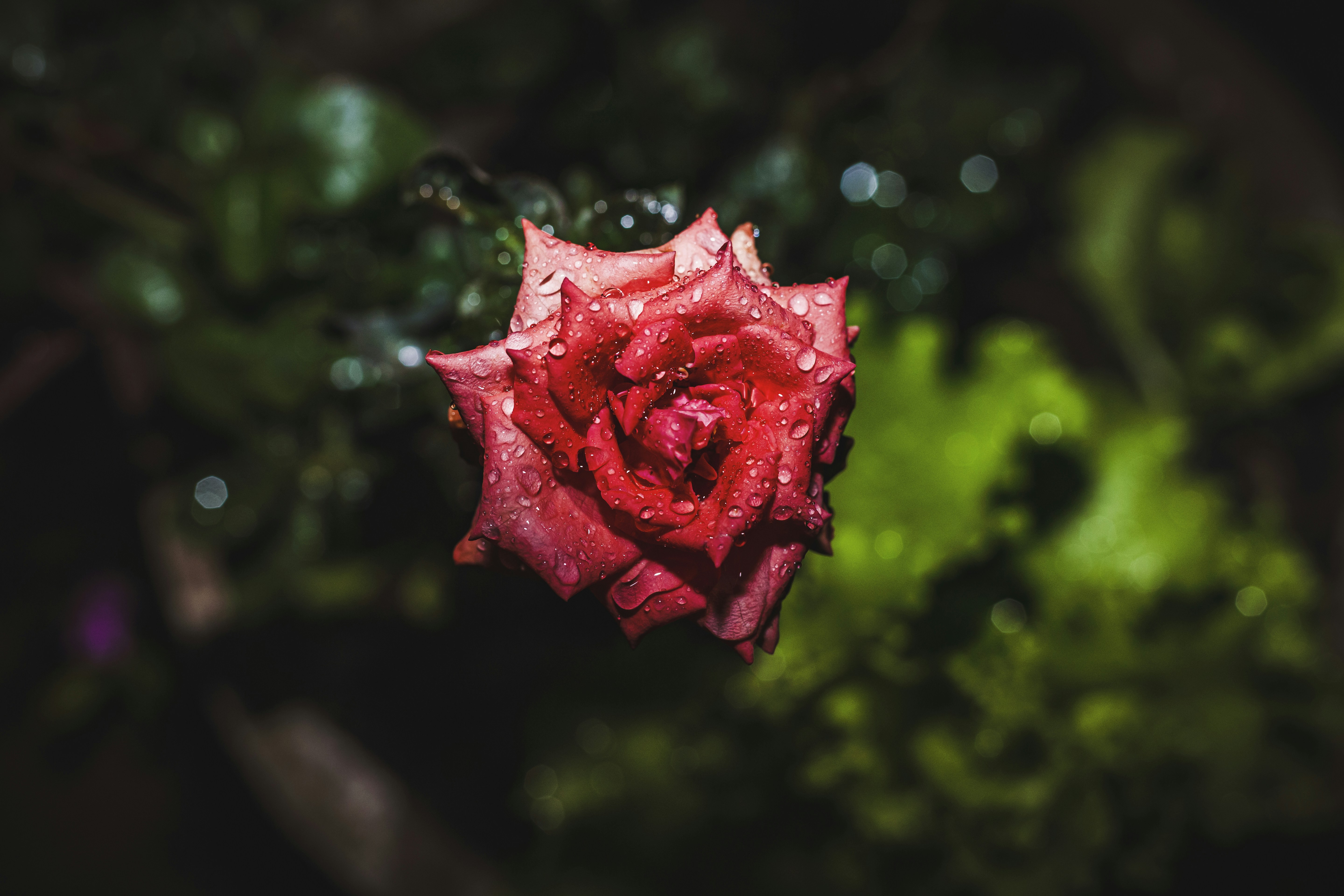 Crimson Bloom in Focus: a Water-Dusted Rose with Starlit Garden