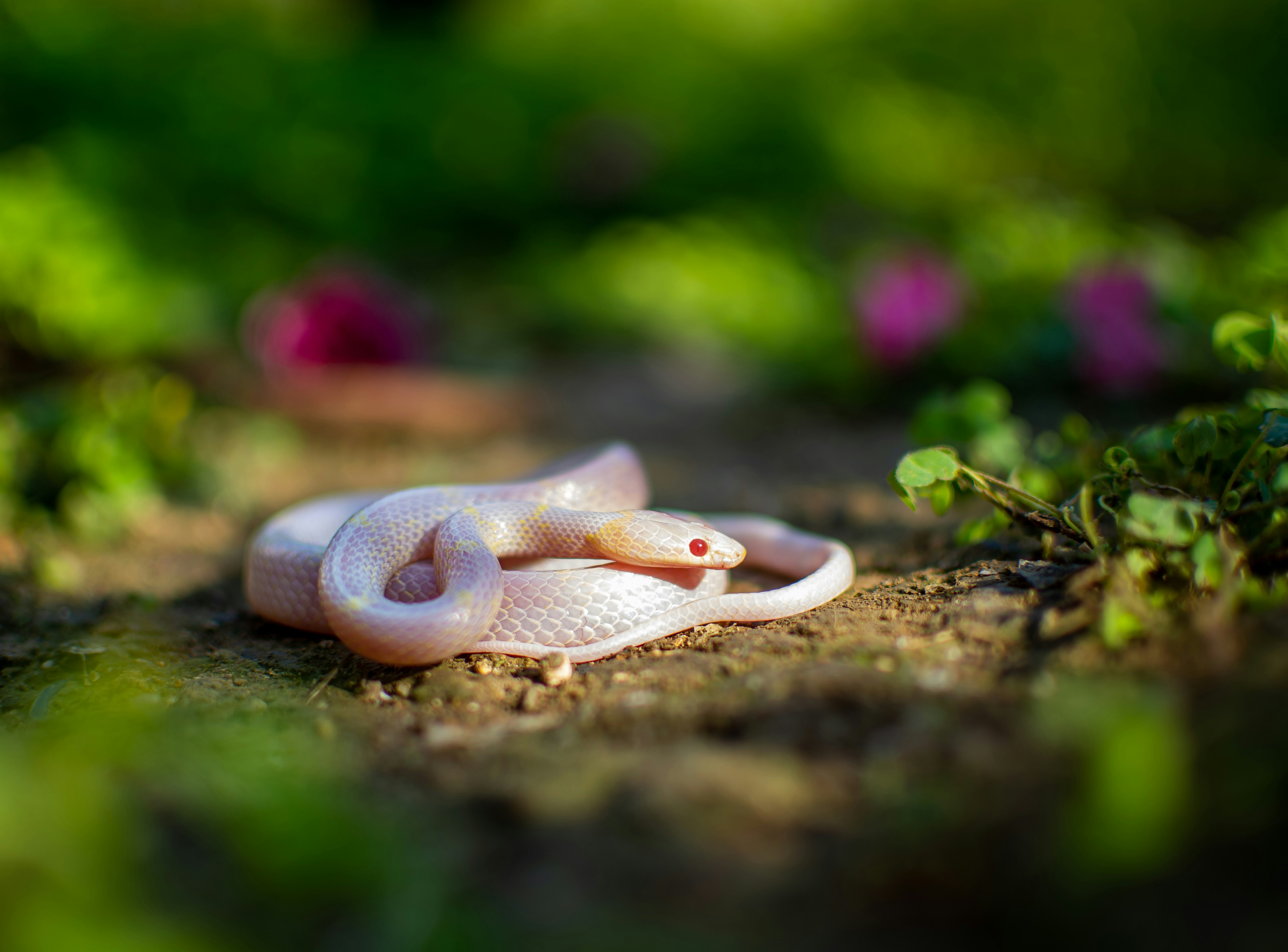 30,000+ Snakes Pictures | Download Free Images on Unsplash