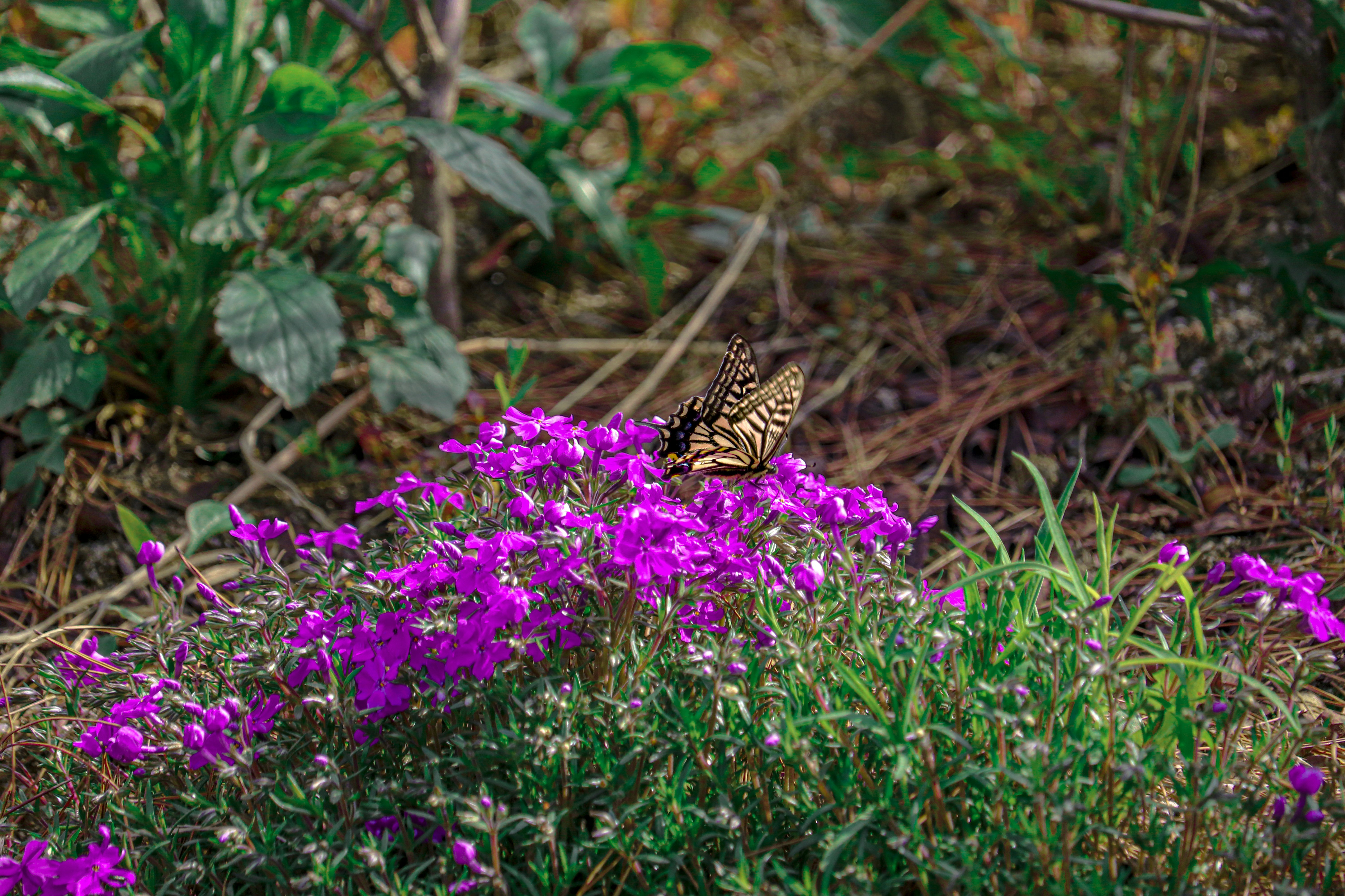 Purple Butterfly Pictures | Download Free Images on Unsplash