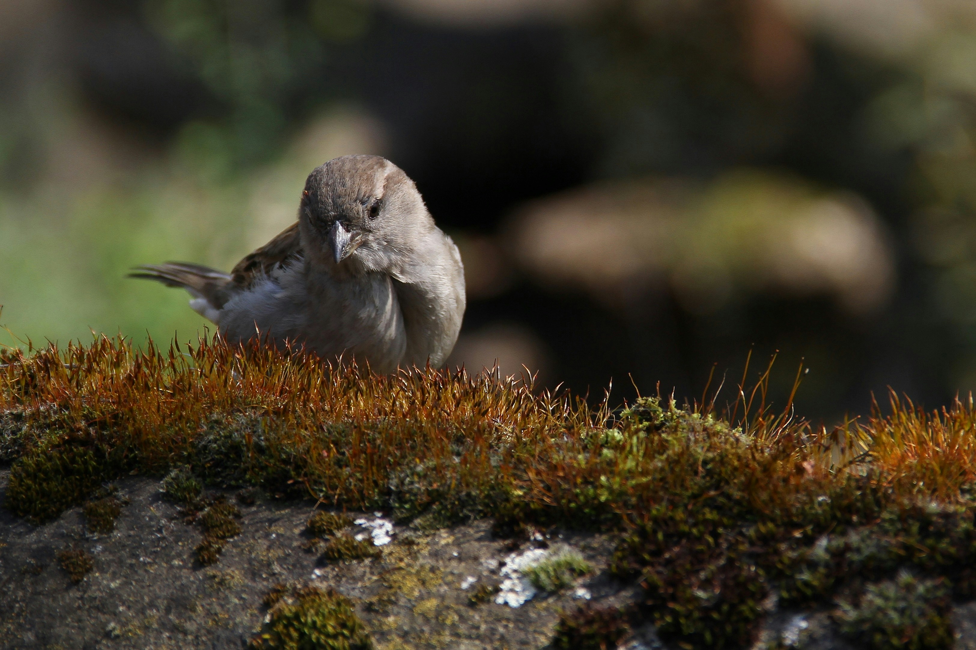 Quiet Watcher on a Mossy Ledge
