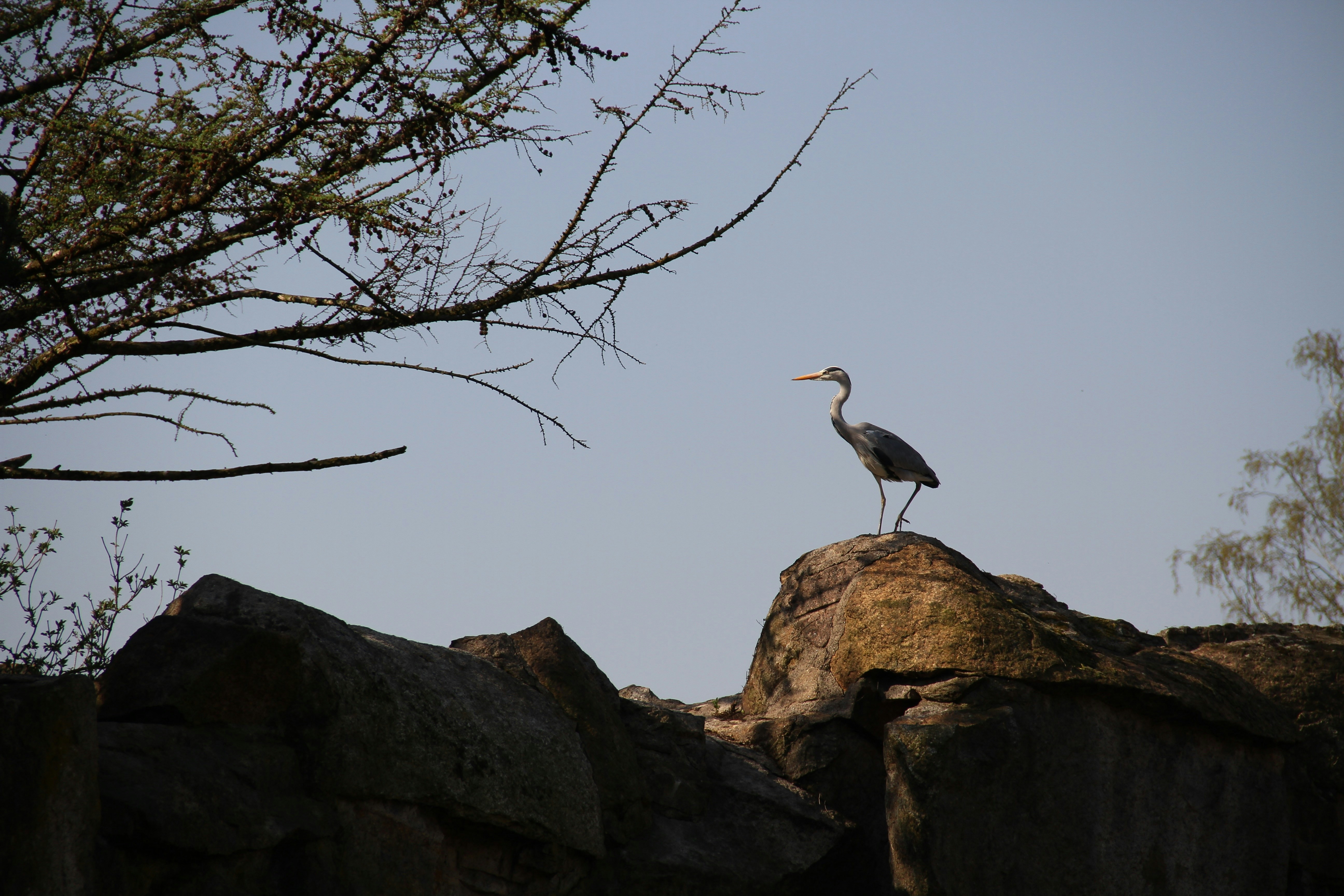 Lone Heron on a Sunlit Granite Promontory