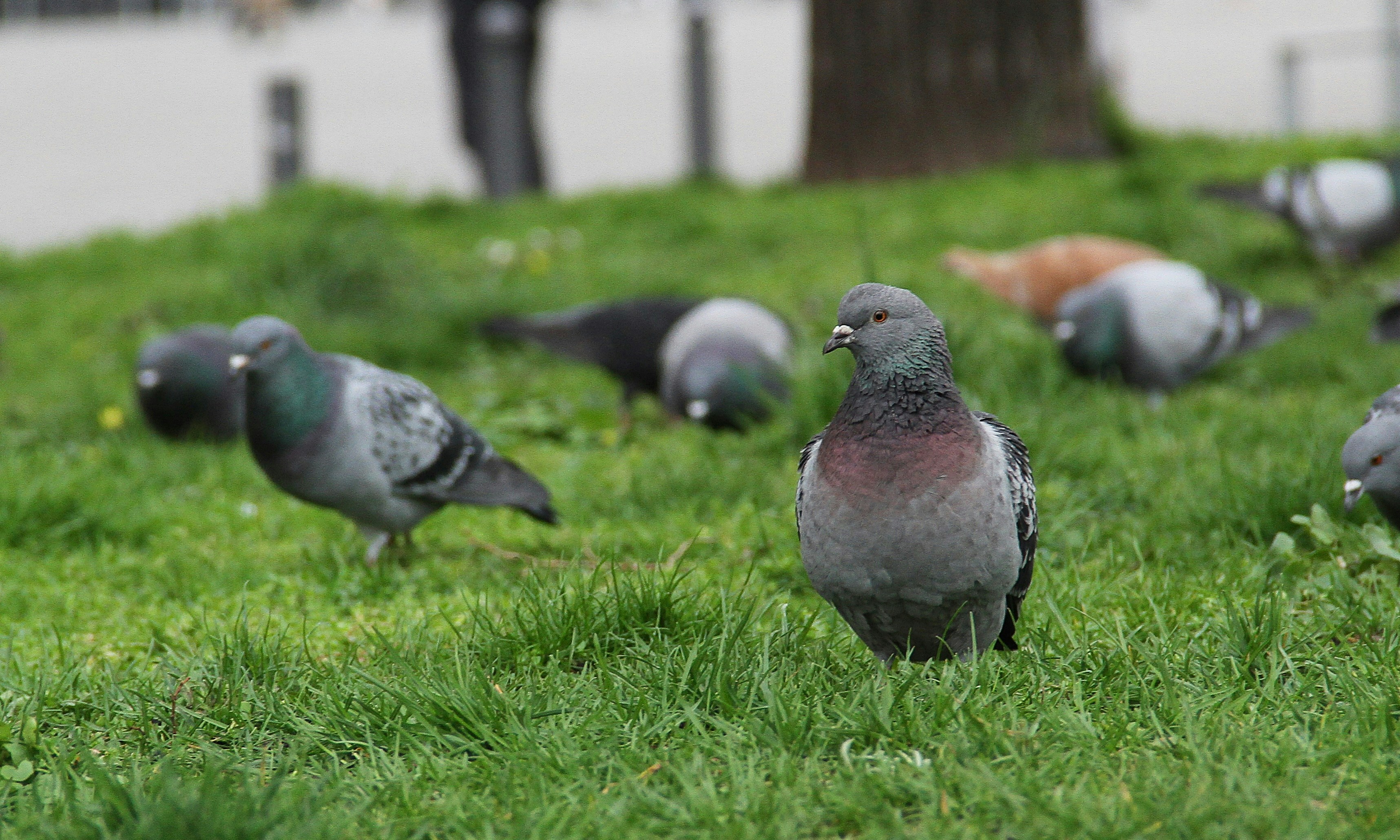 Pigeons in Berlin