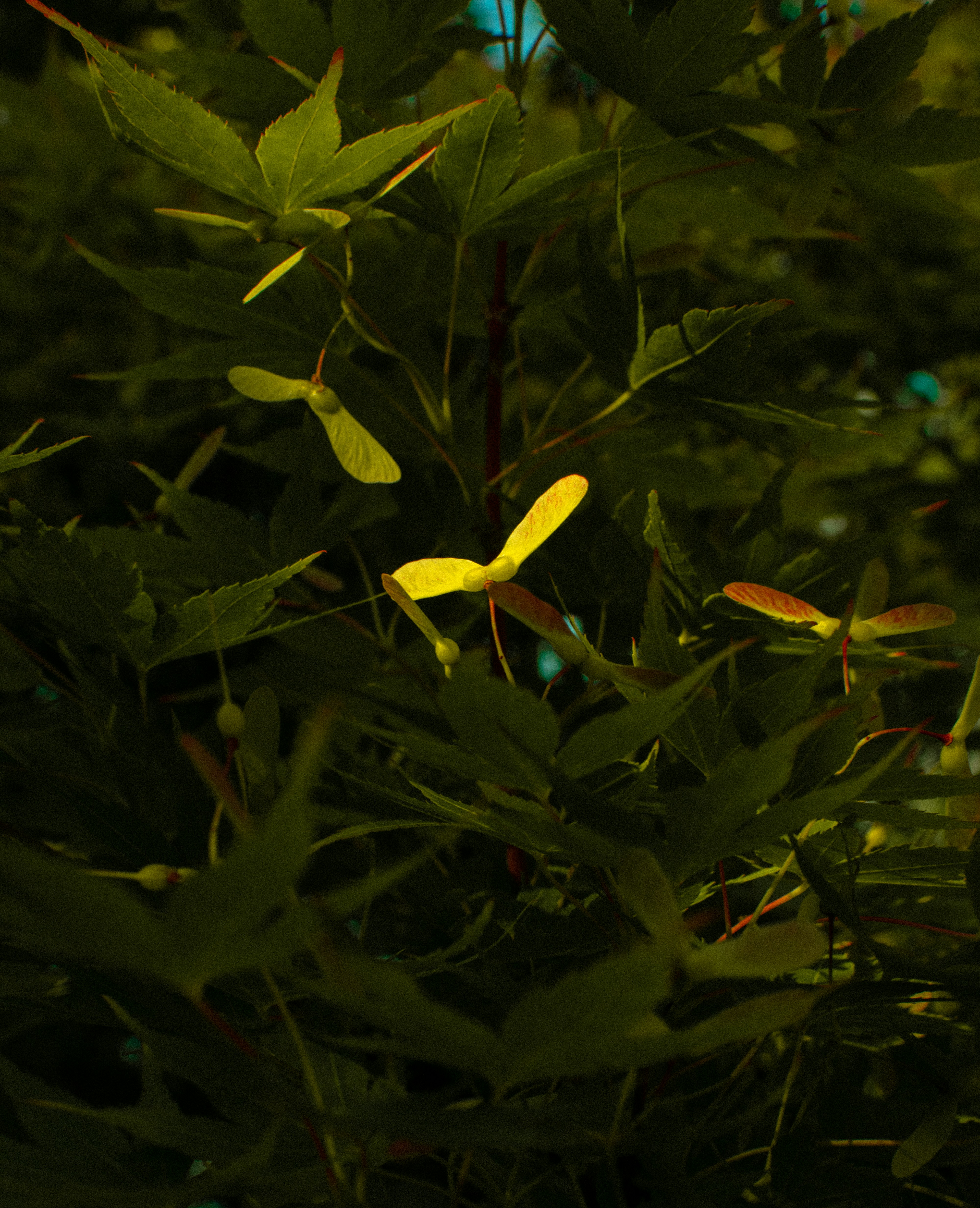 Photo by Matthieu Lemarchal with Nikon D3300