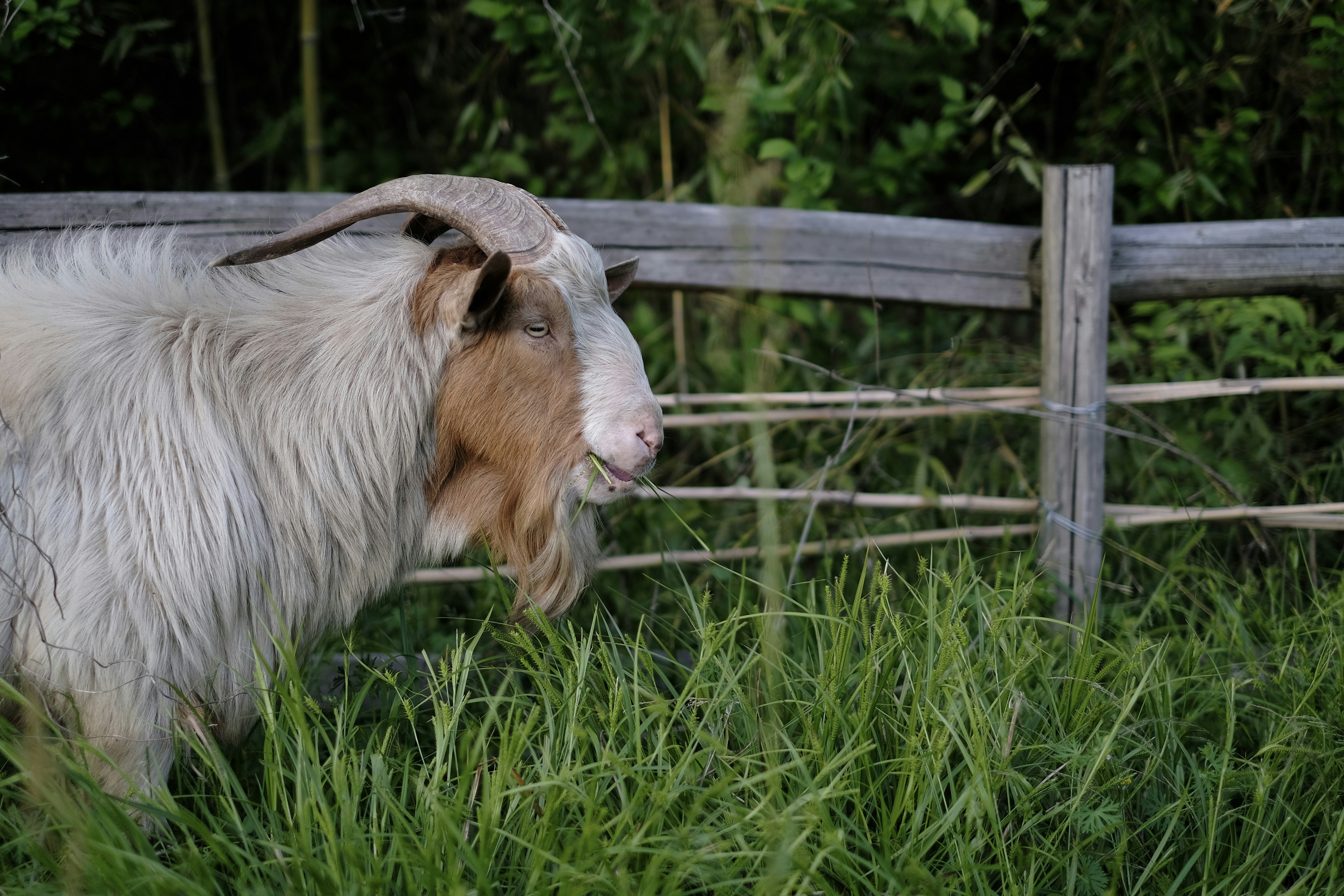 A goat is standing in the tall grass photo – Free Livestock Image on ...