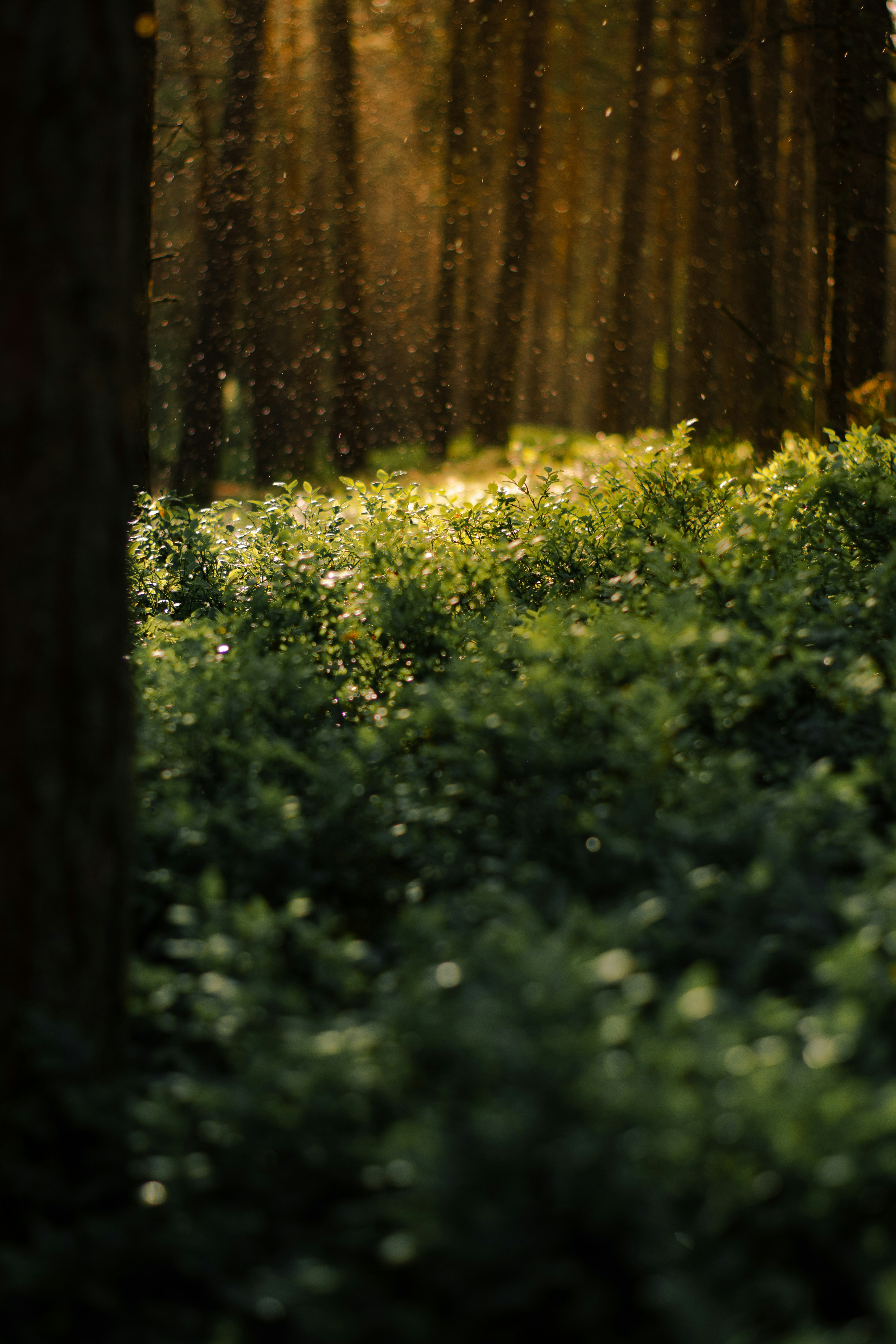 Sunlit Ferns in a Quiet Forest Corridor