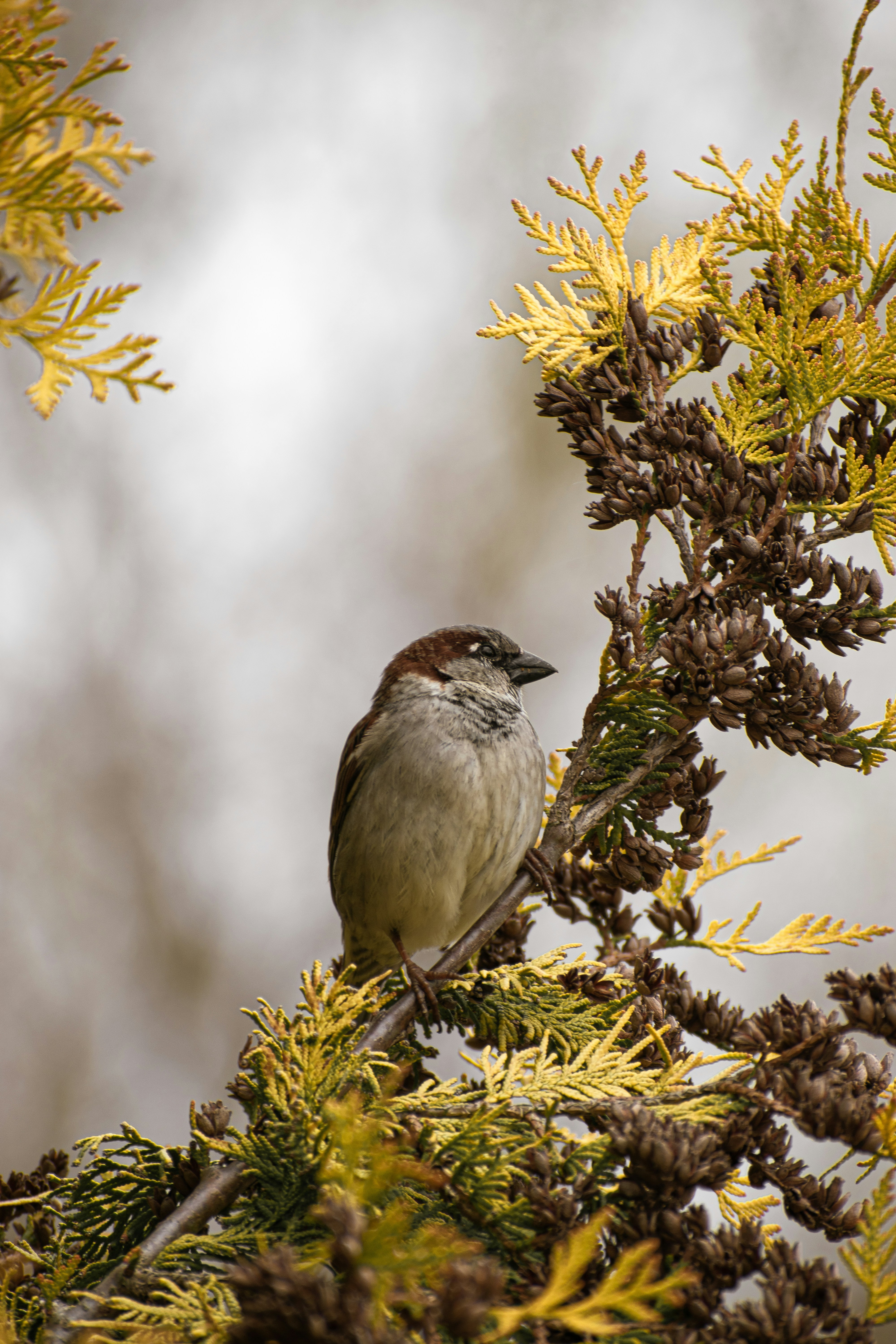 Sparrow on a Golden-Needled Branch