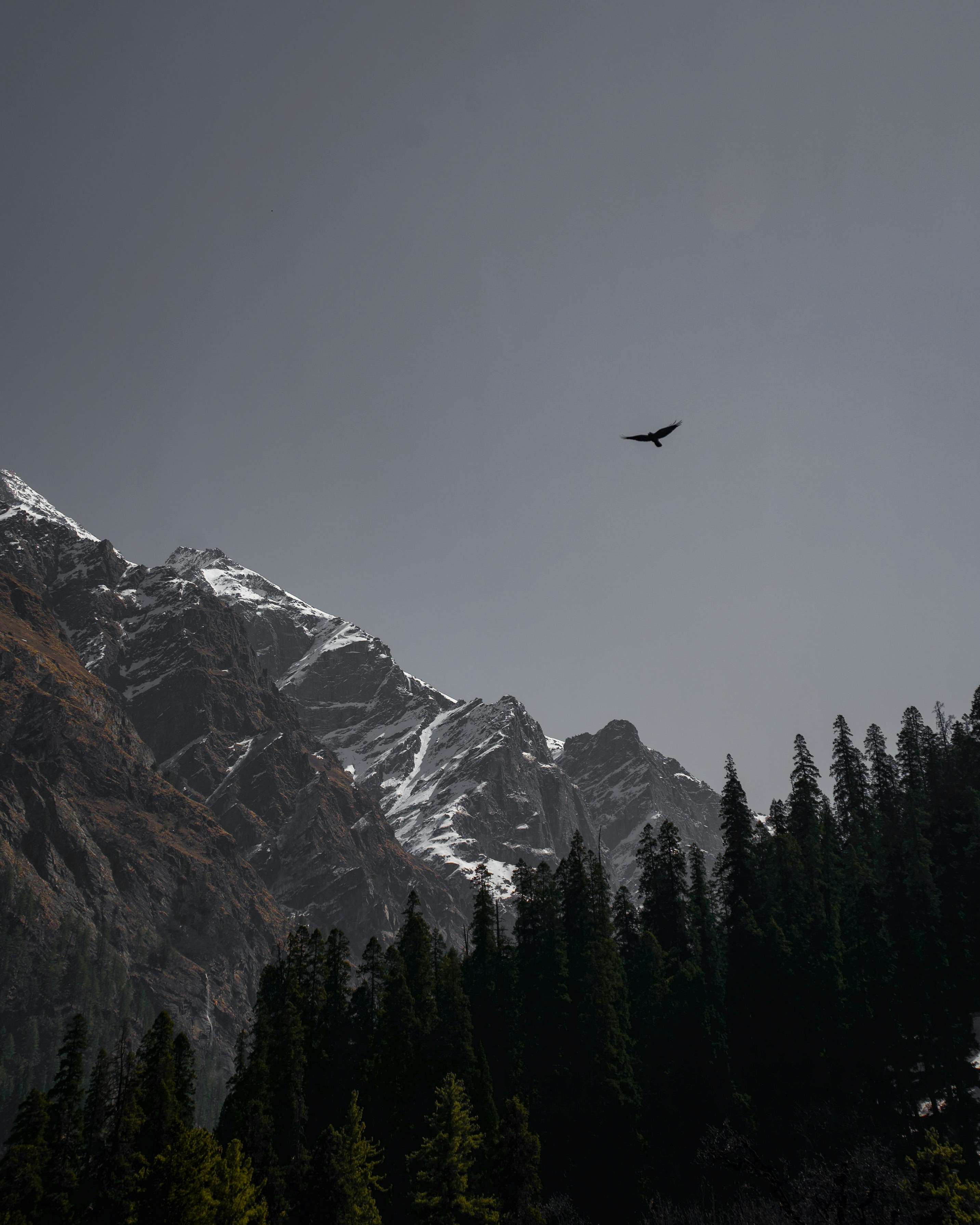 A bird flying in the sky over a mountain range photo – Free Wallpaper ...