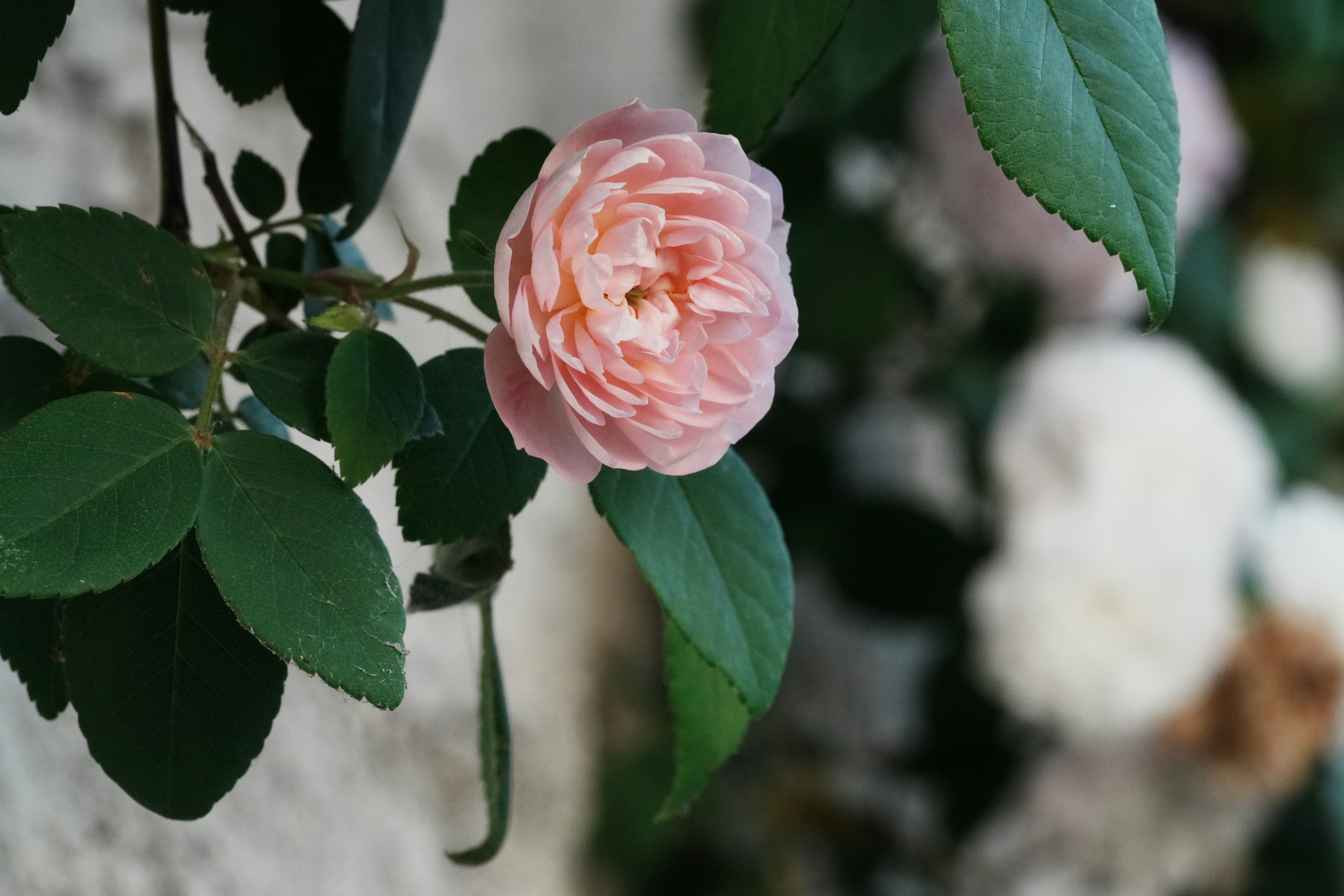 Damask rose flower head