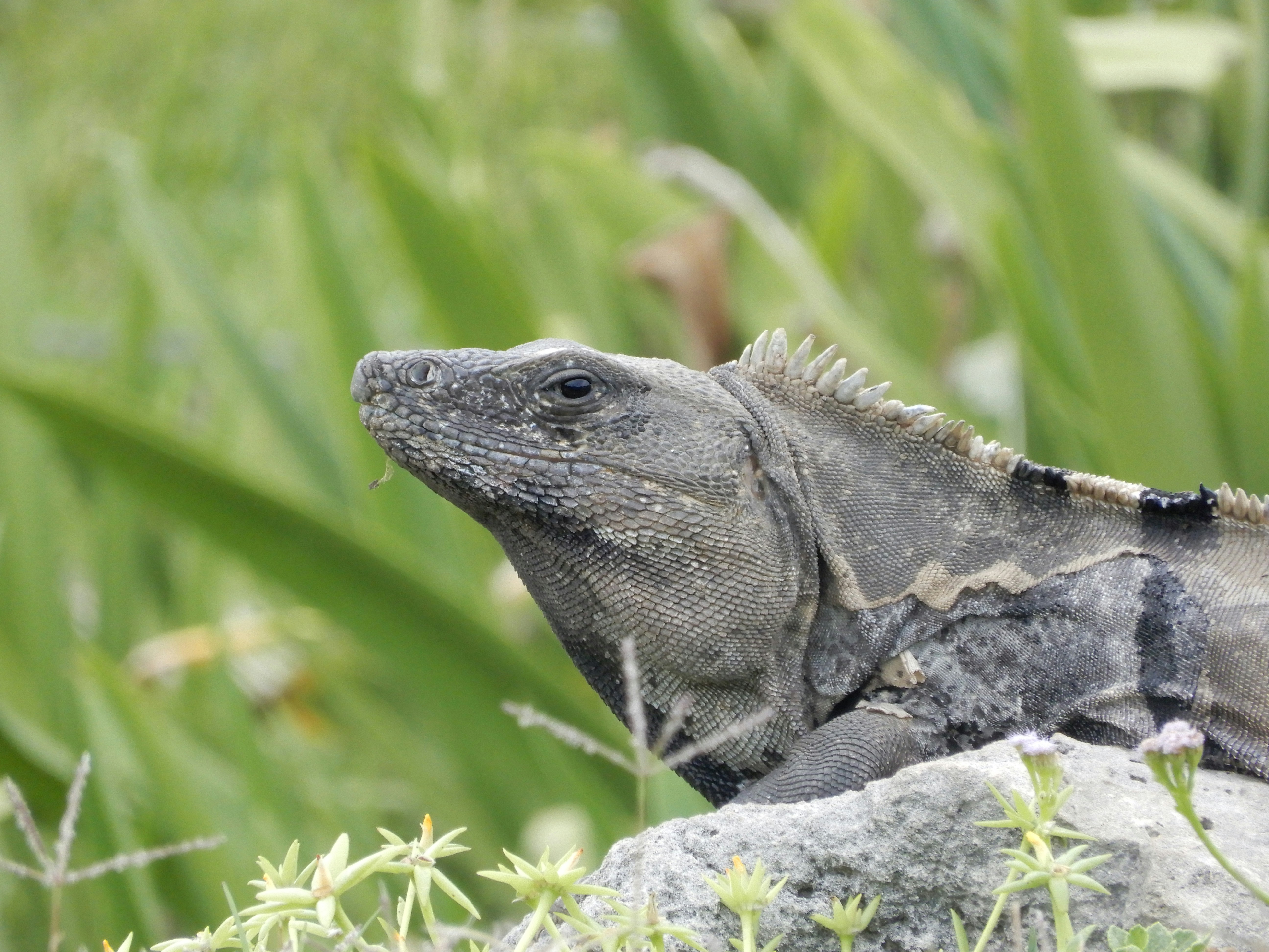 Sunlit Sentinel: Gray Lizard on a Sun-Warmed Rock Amid Green Reeds