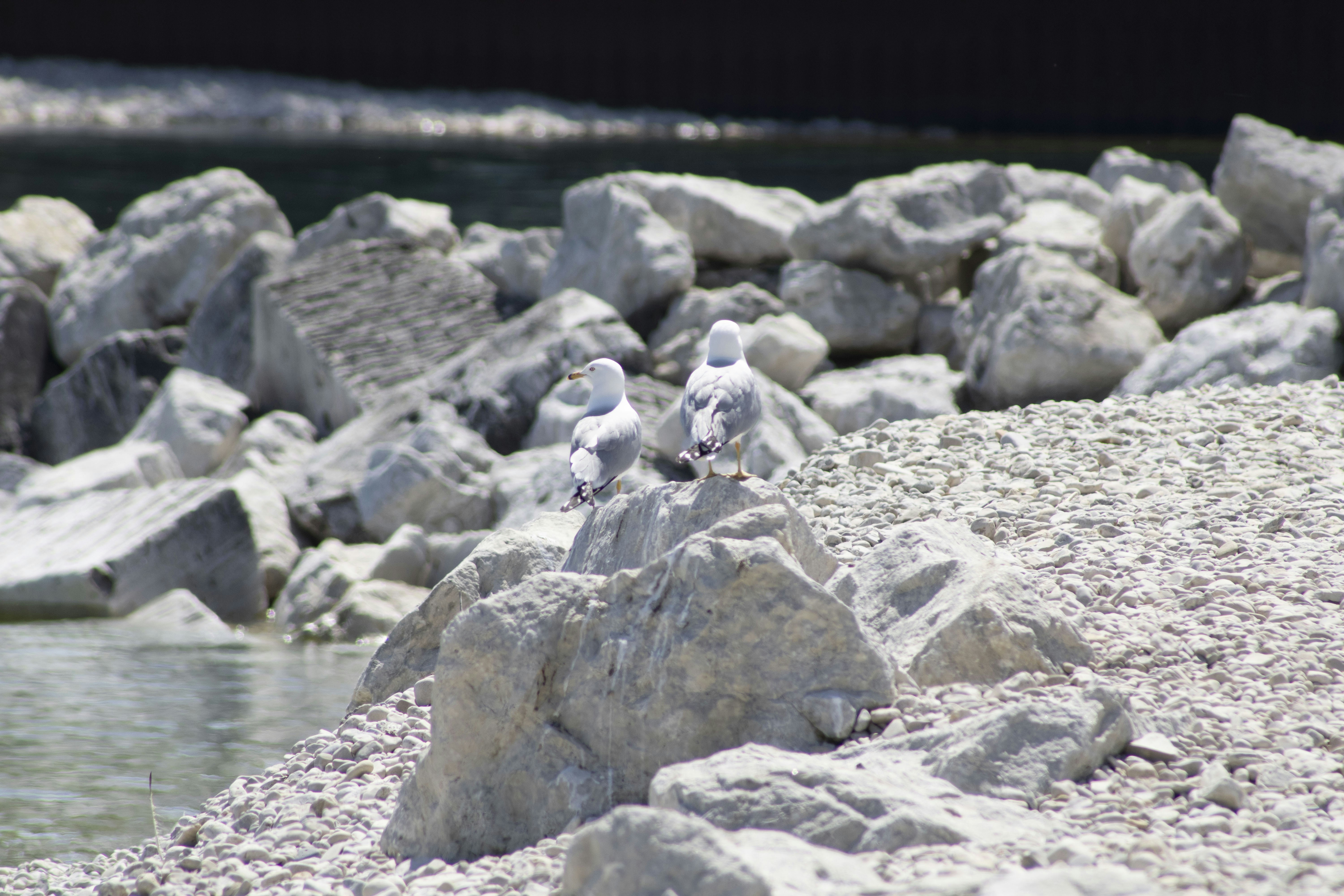 Two Seagulls on Weathered Granite Over Calm Coastal Waters