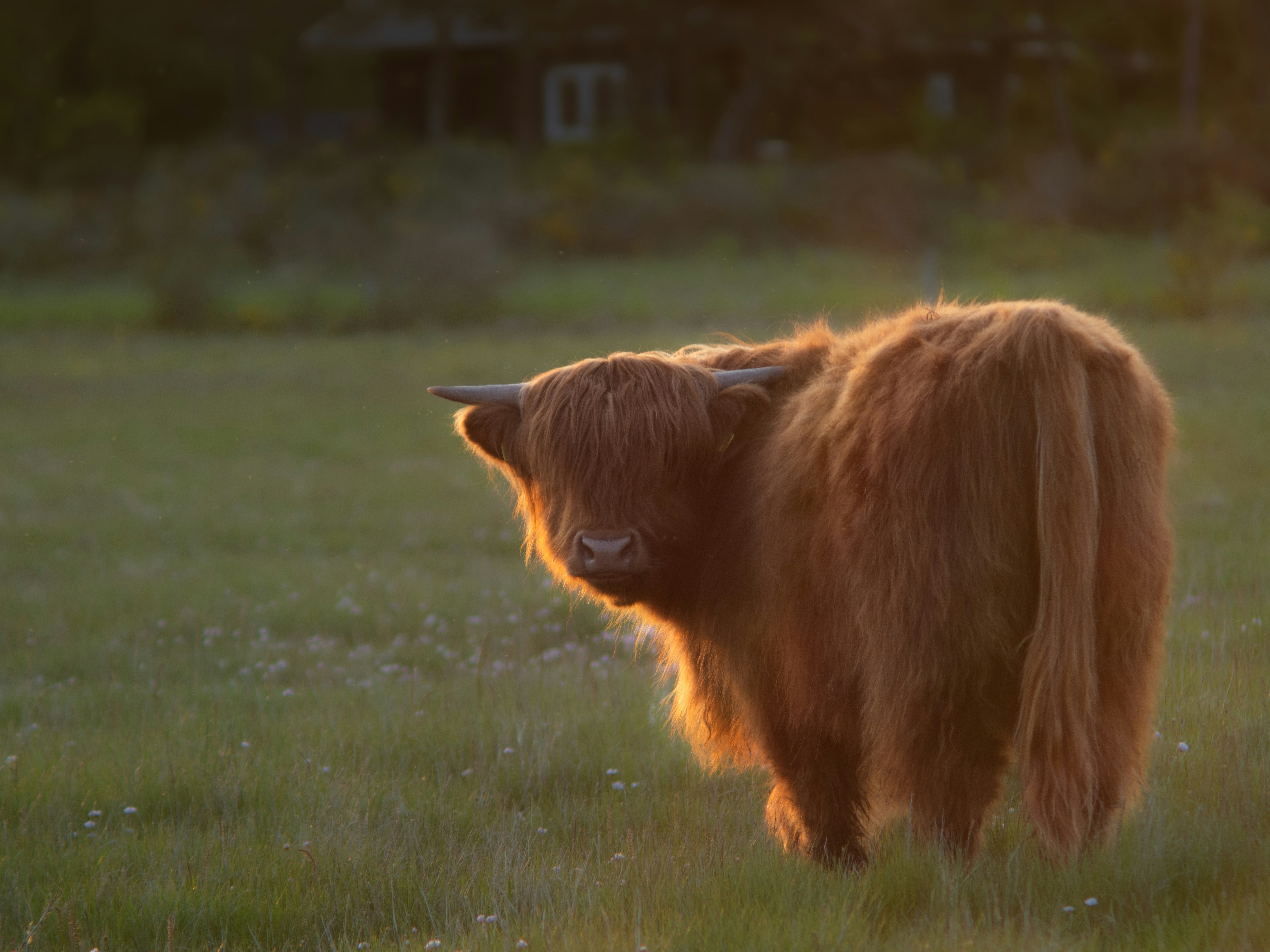 A large brown animal standing on top of a lush green field photo – Free ...