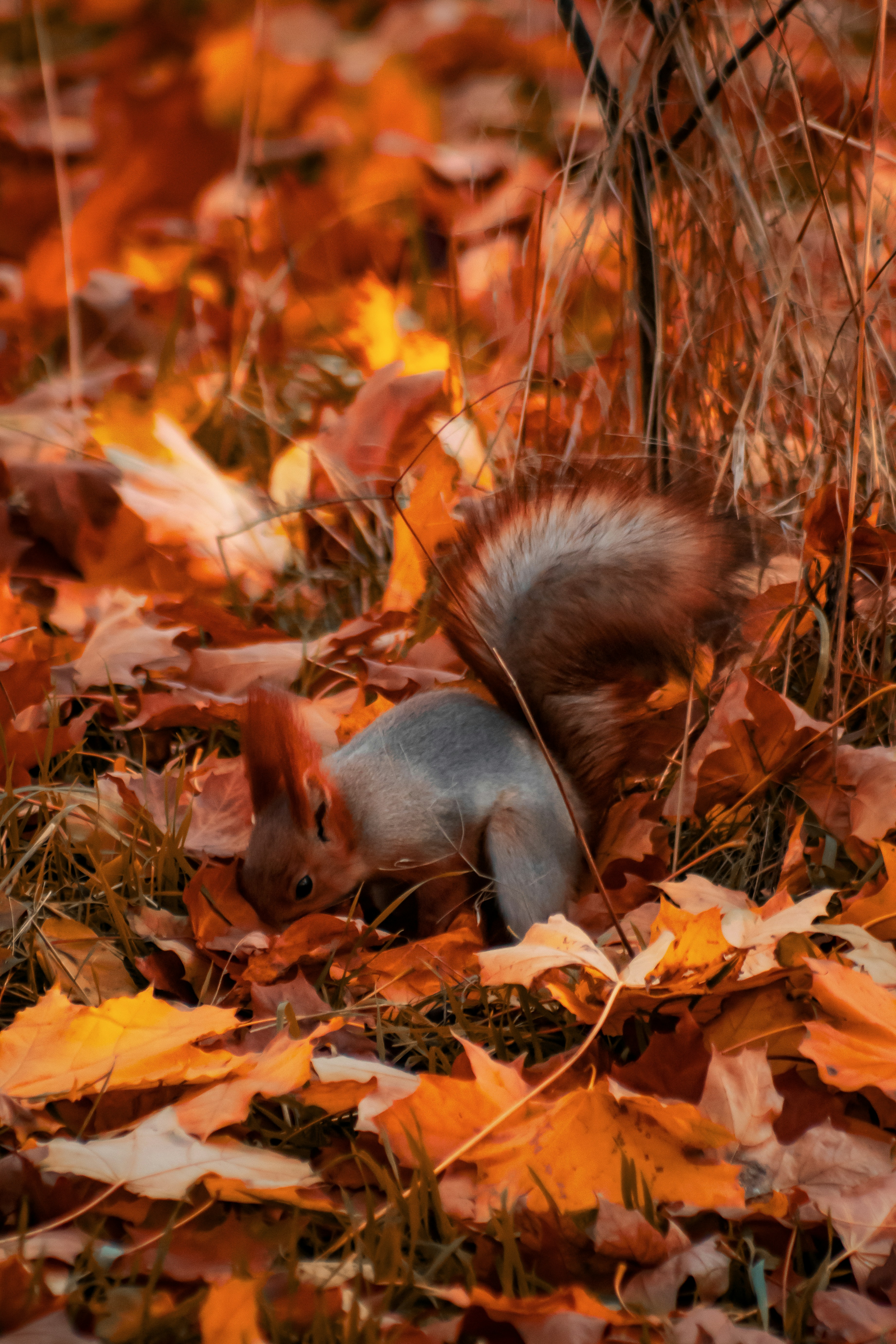 Grey squirrel tucked beneath a tapestry of autumn leaves