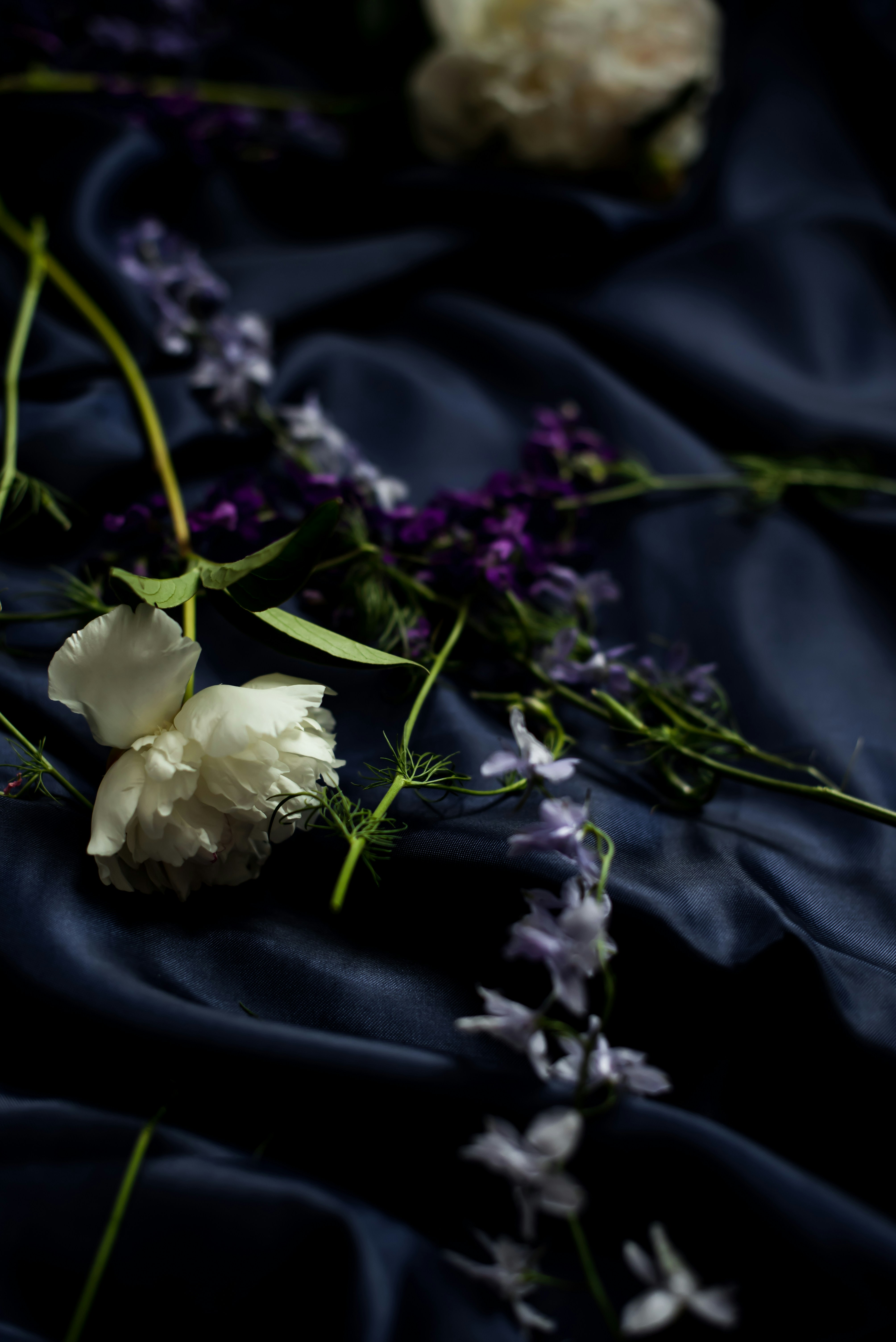 Indigo Velvet Still Life: White Carnation Among Lavender Threads
