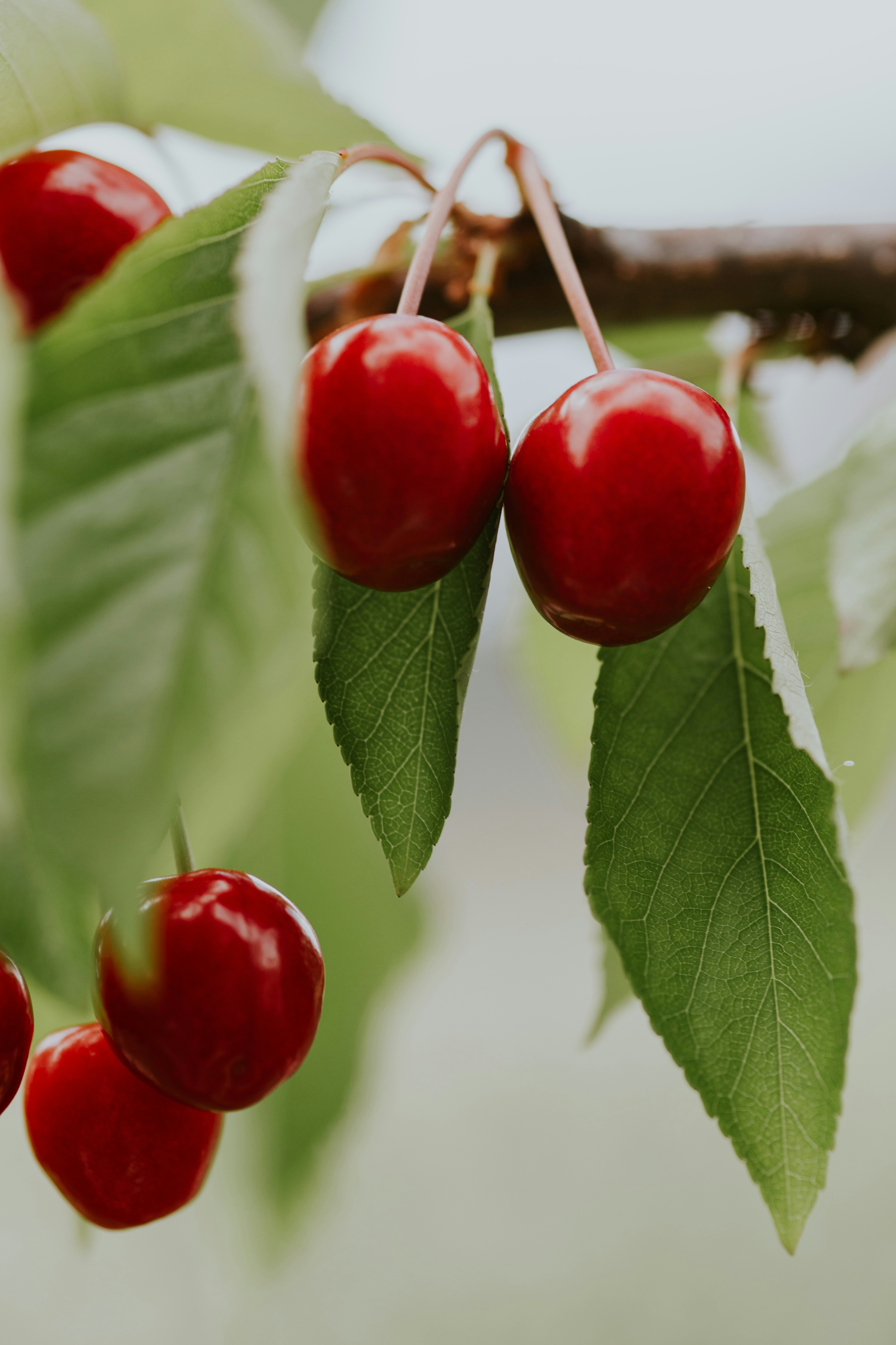 Cherry Fruit Tree Branch