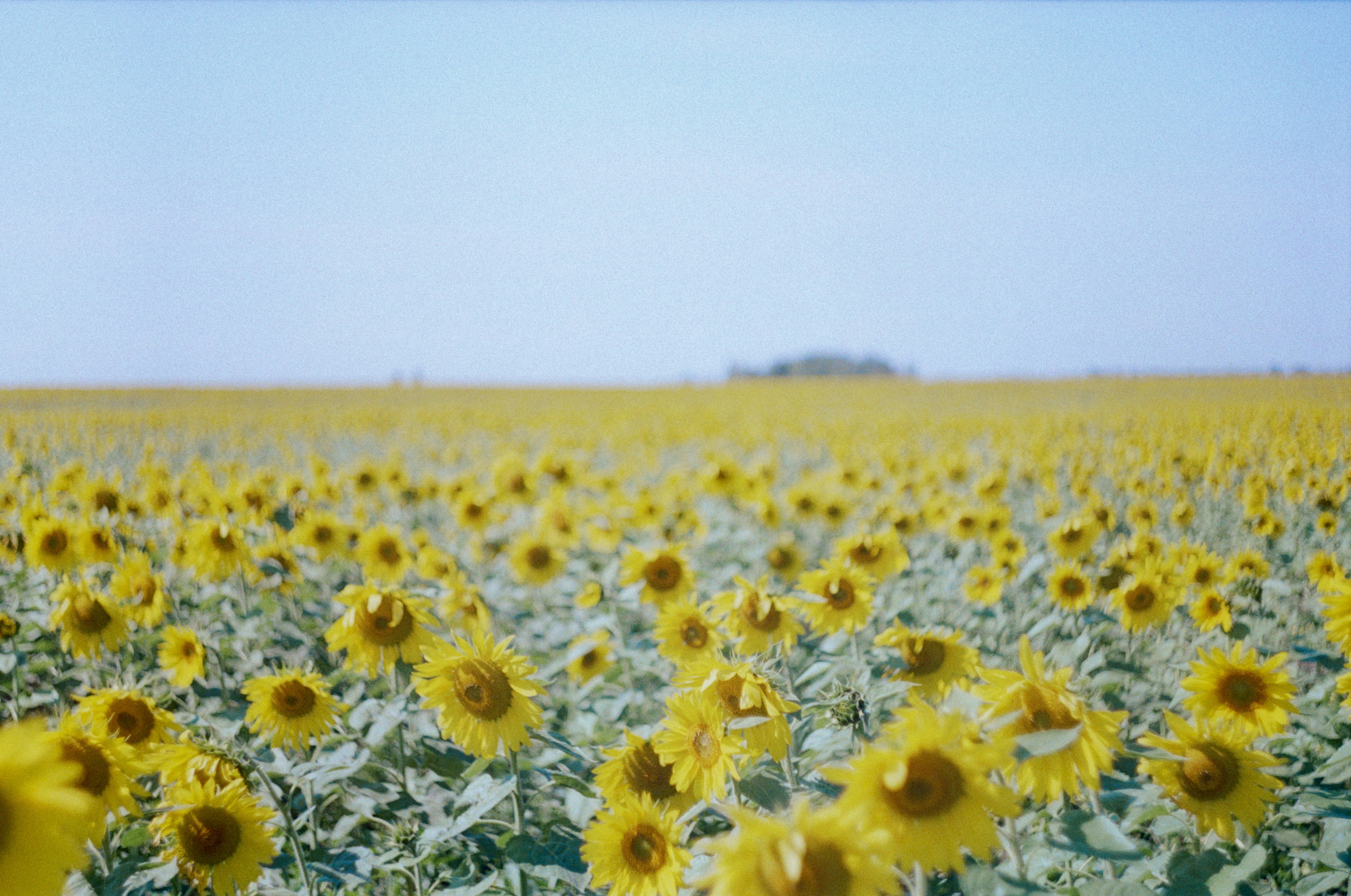 A large field of sunflowers with a blue sky in the background photo ...