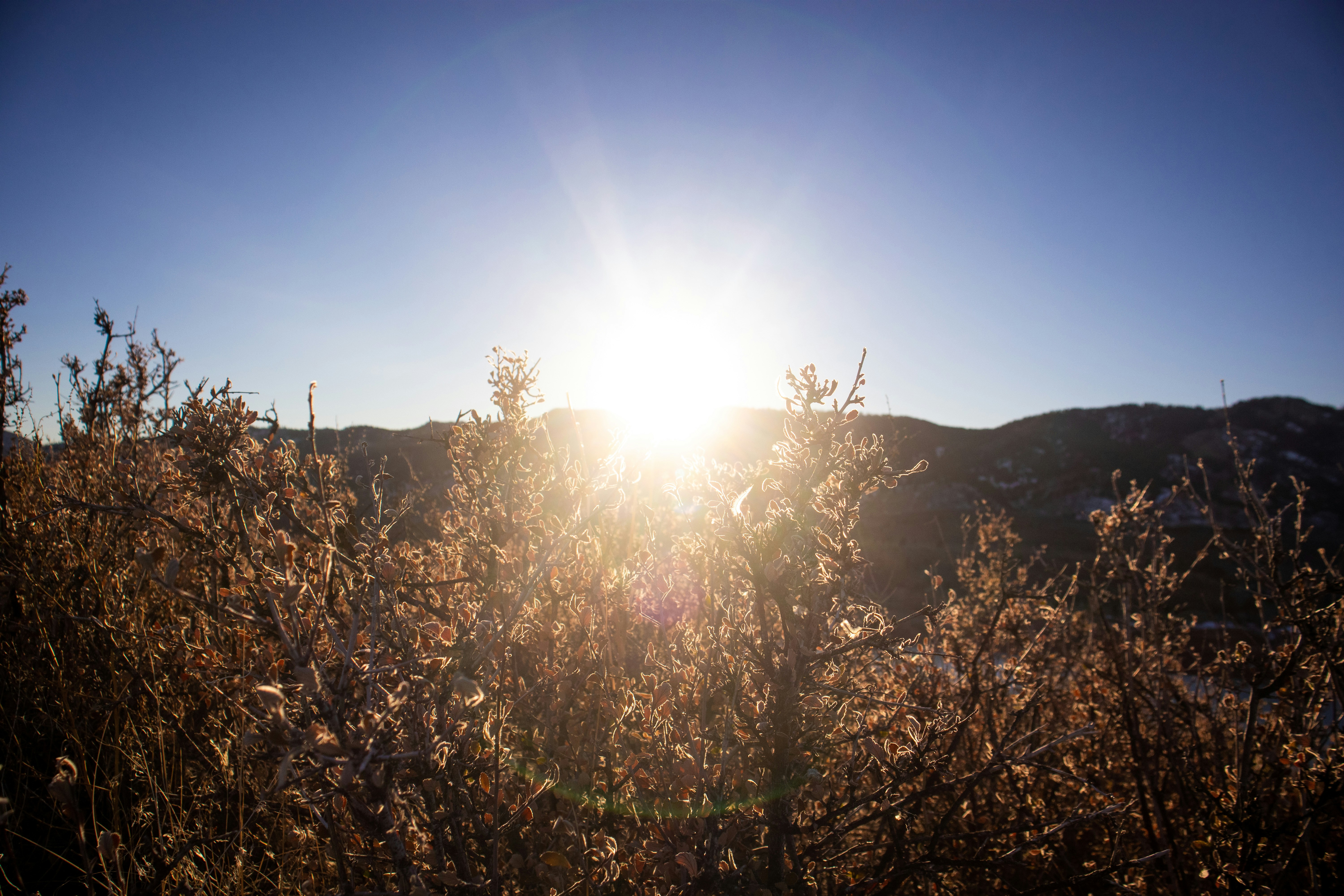 The sun shines brightly through the branches of a bush photo – Free ...