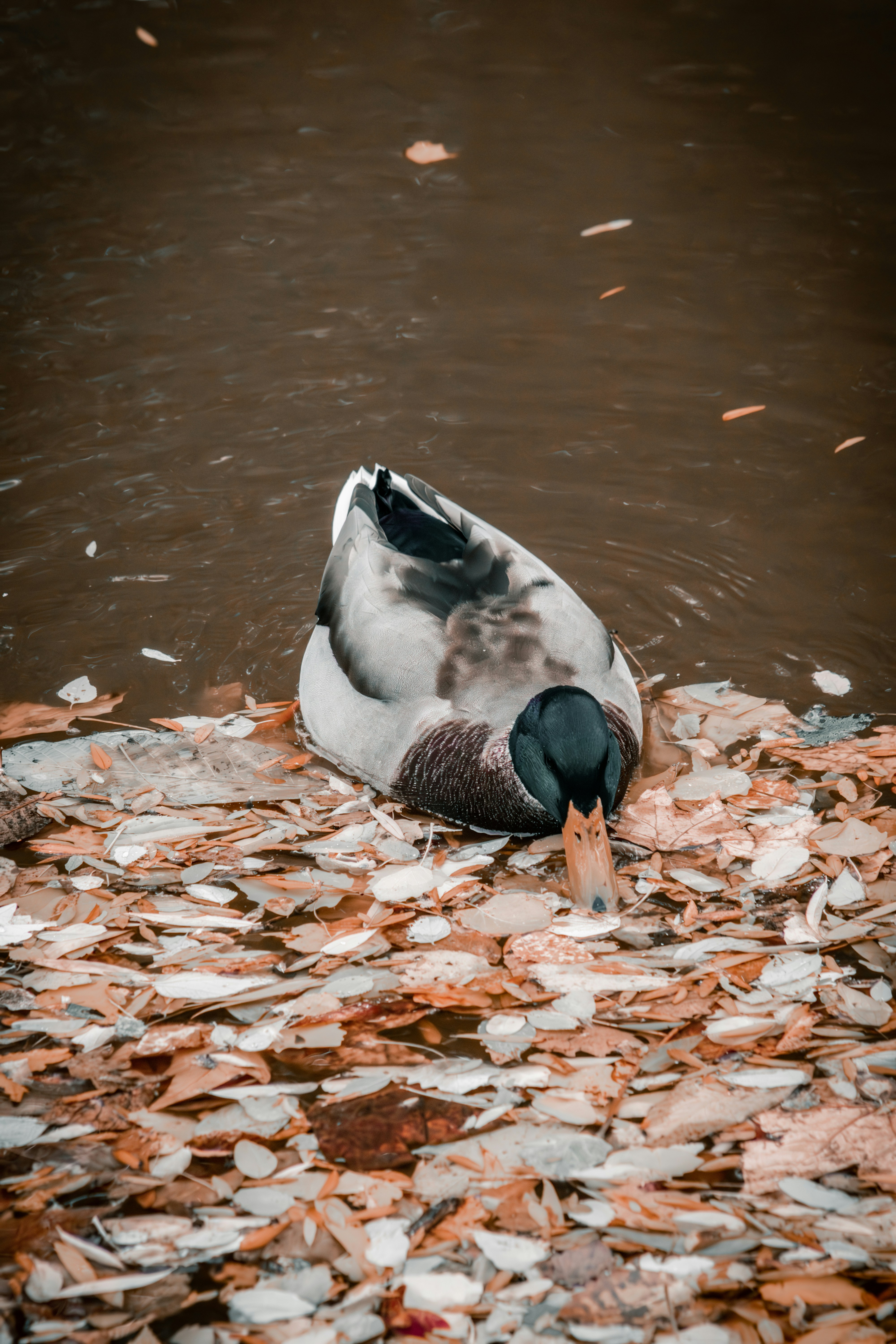 Amber-Leaf Refuge: a Mallard at the Riverbank's Edge