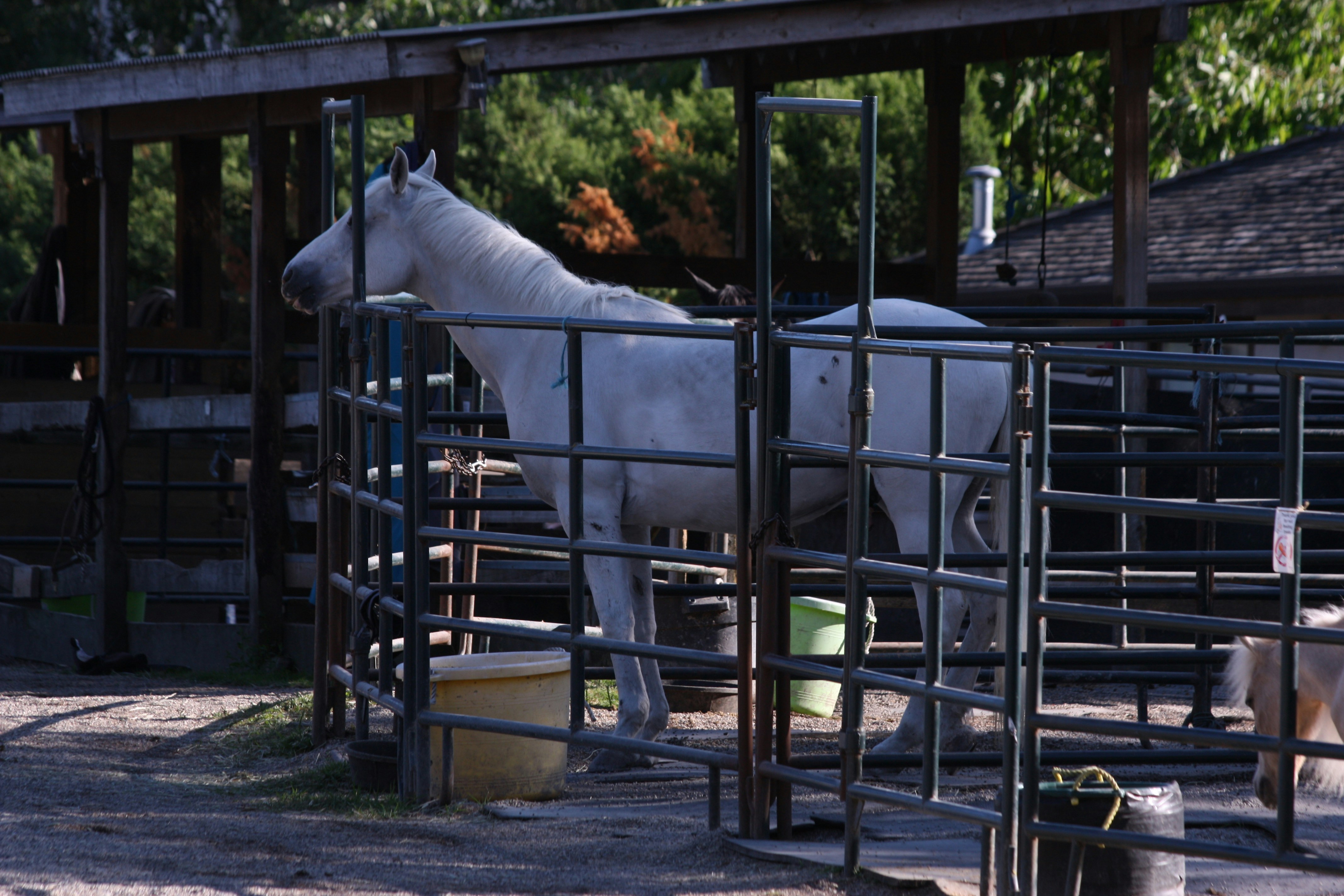 White Stallion Behind Metal Rails: A Quiet Farm Moment