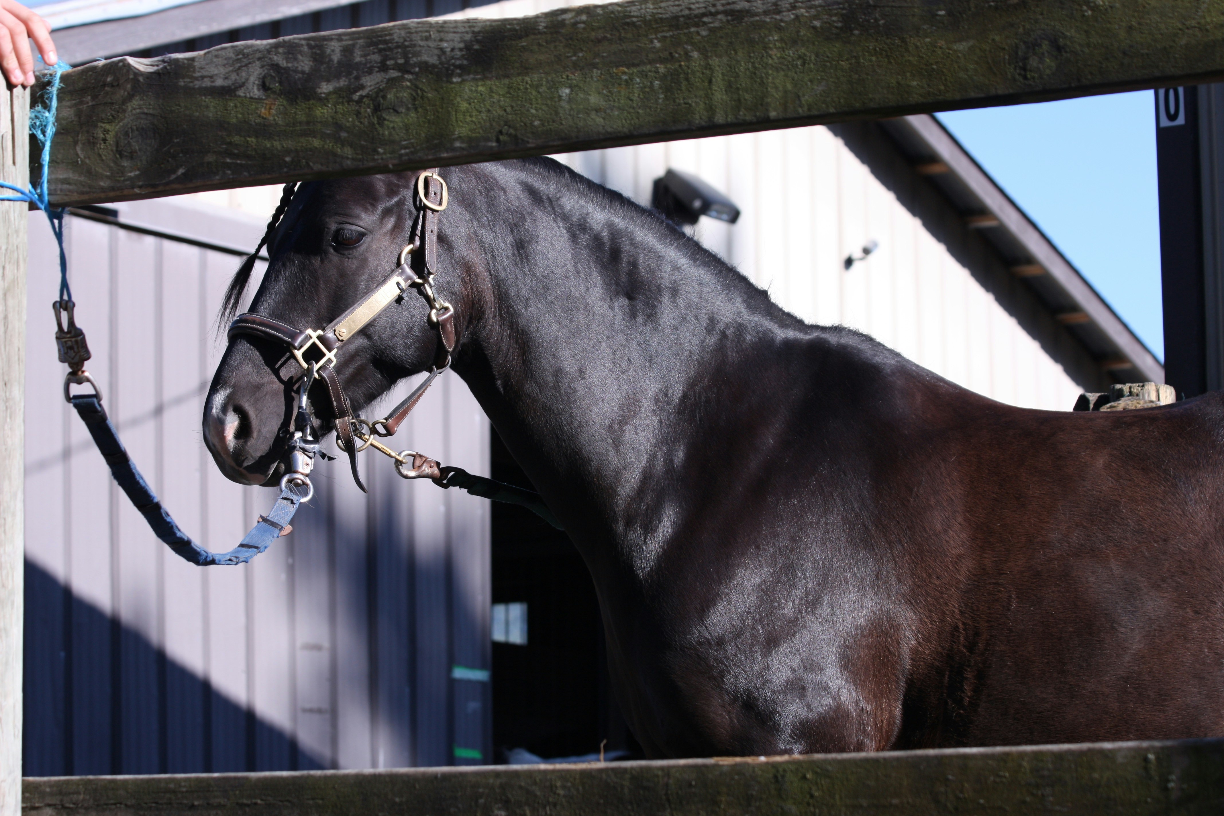 Dark Equine Portrait: The Black Stallion Quietly Paused in a Stable Sliver