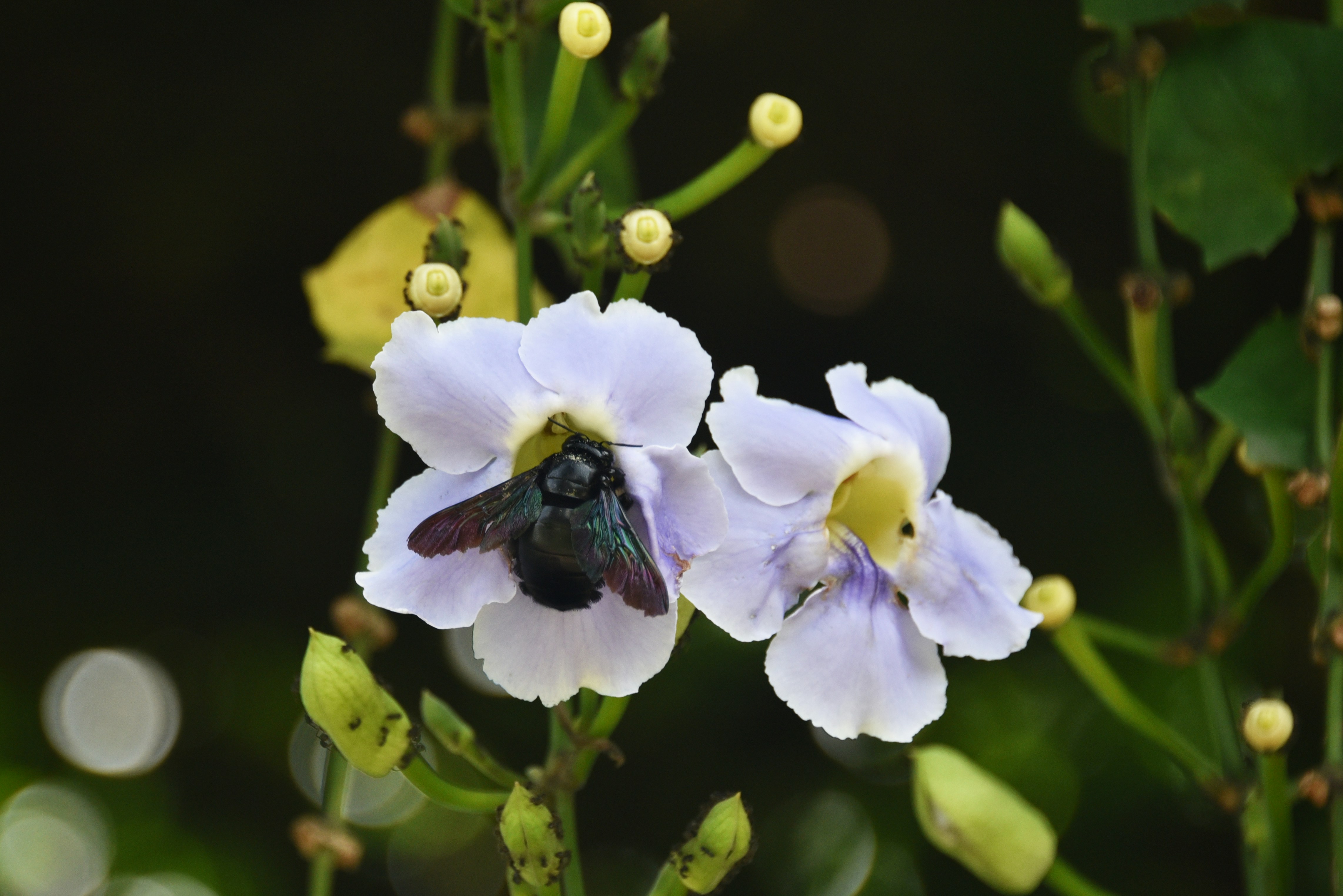 Animated Nature Pictures | Download Free Images on Unsplash