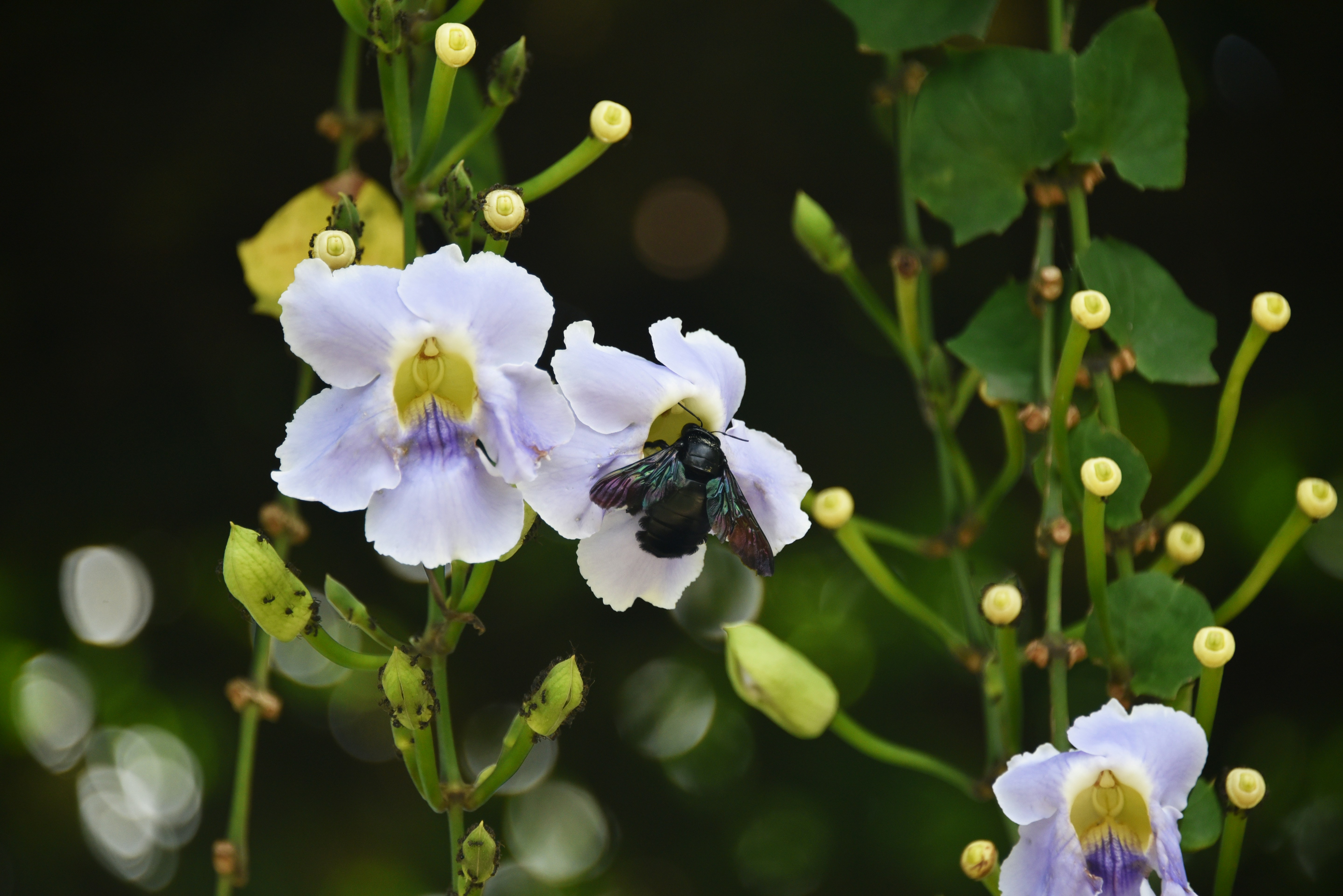 Bumblebee on a Violet Morning Glory: A Quiet Pause Among Green Stems