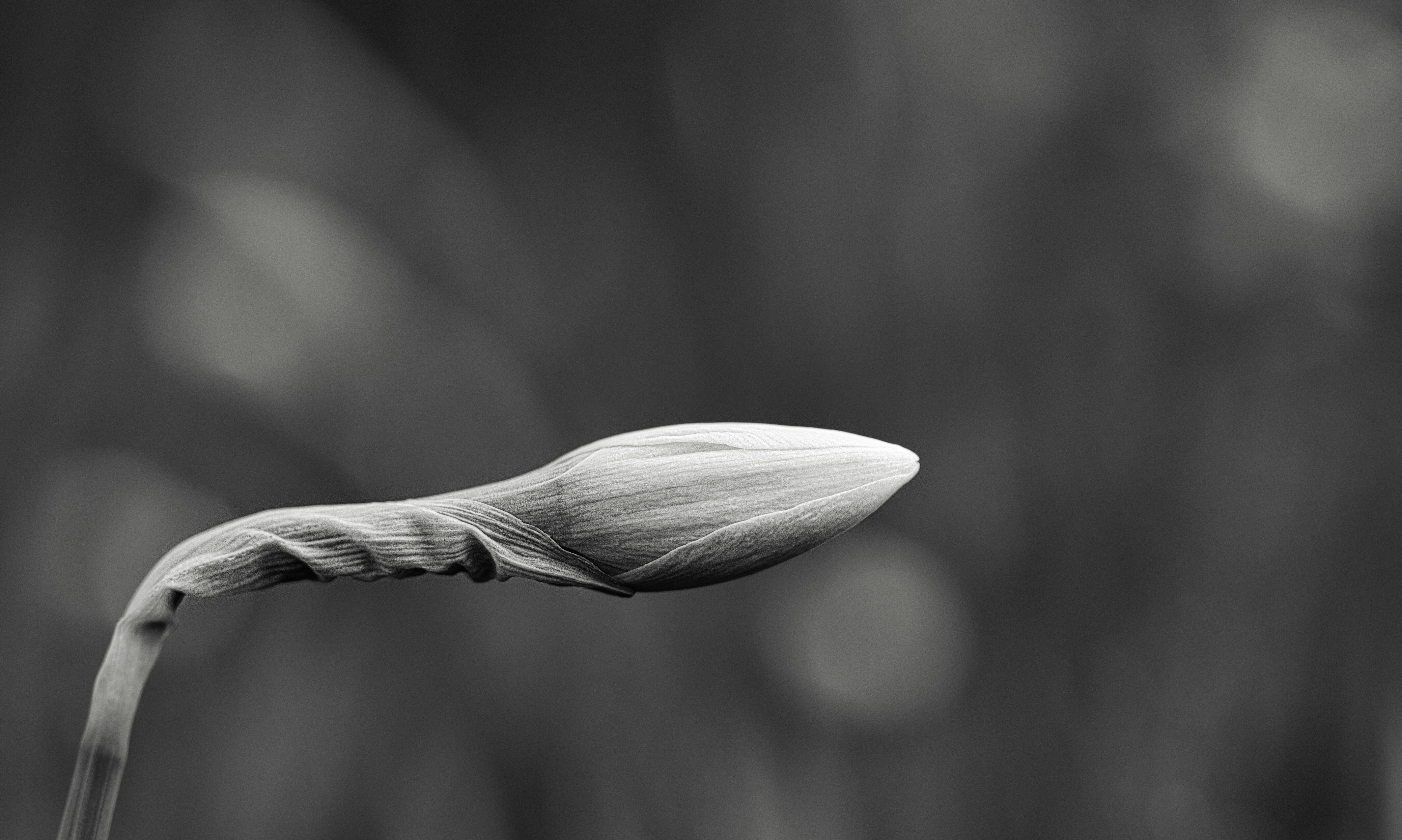 Monochrome Crescent: A Singular Bud in Focus