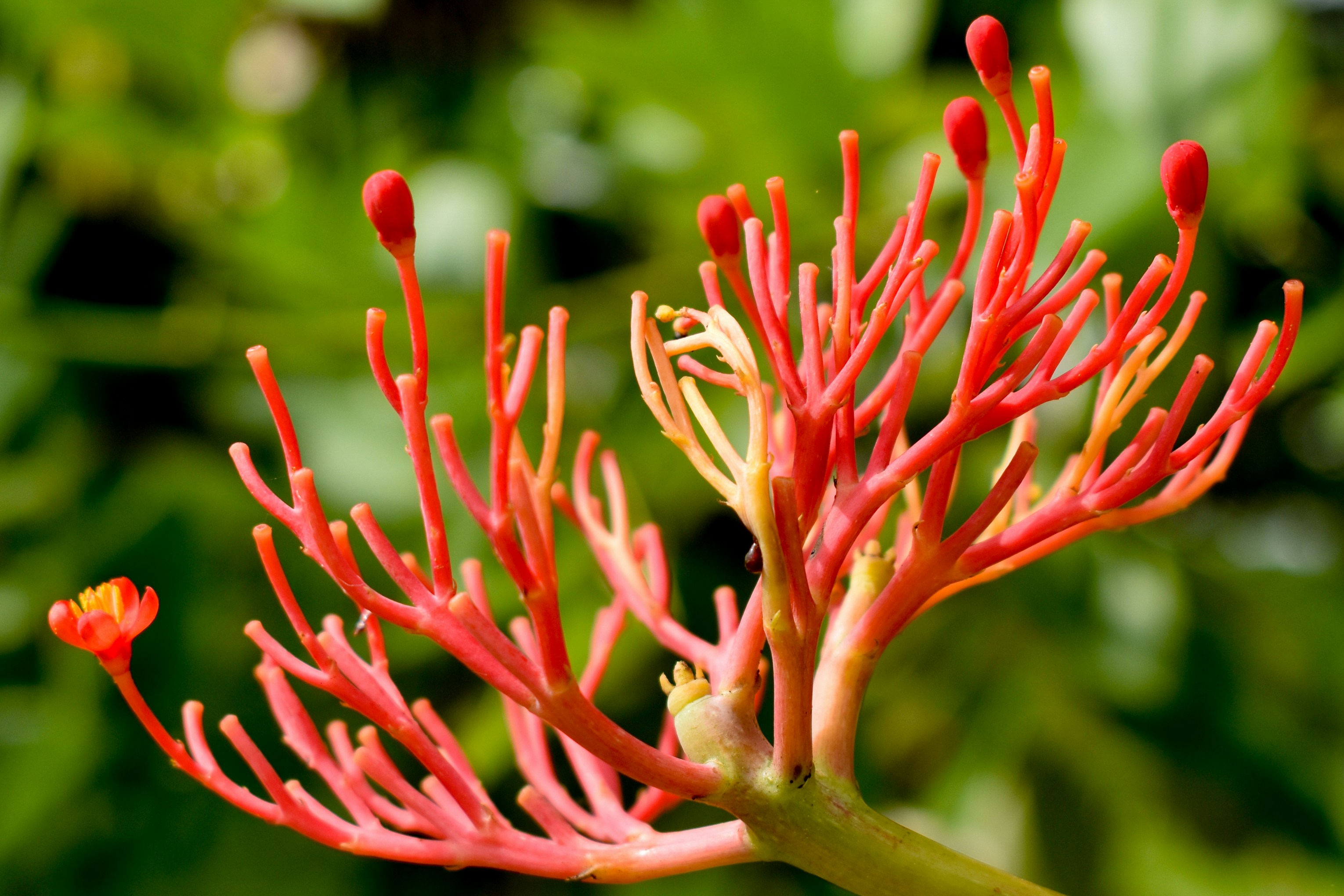 Ember-coral Spray: a close-up of vibrant coral-like florets in greenscape